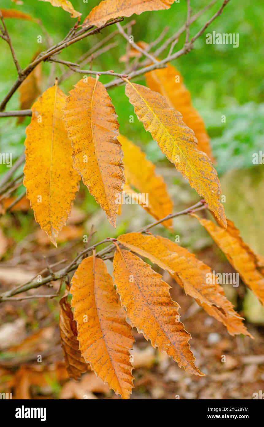 sweet chestnut tree leaves in autumn, seasonal background for autumn ...