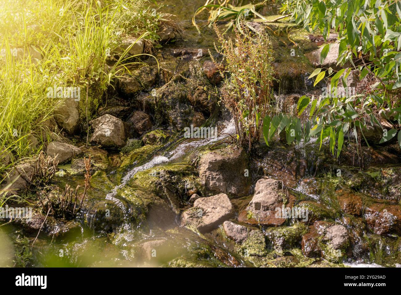 Stream water flowing between stones at sunset Stock Photo - Alamy