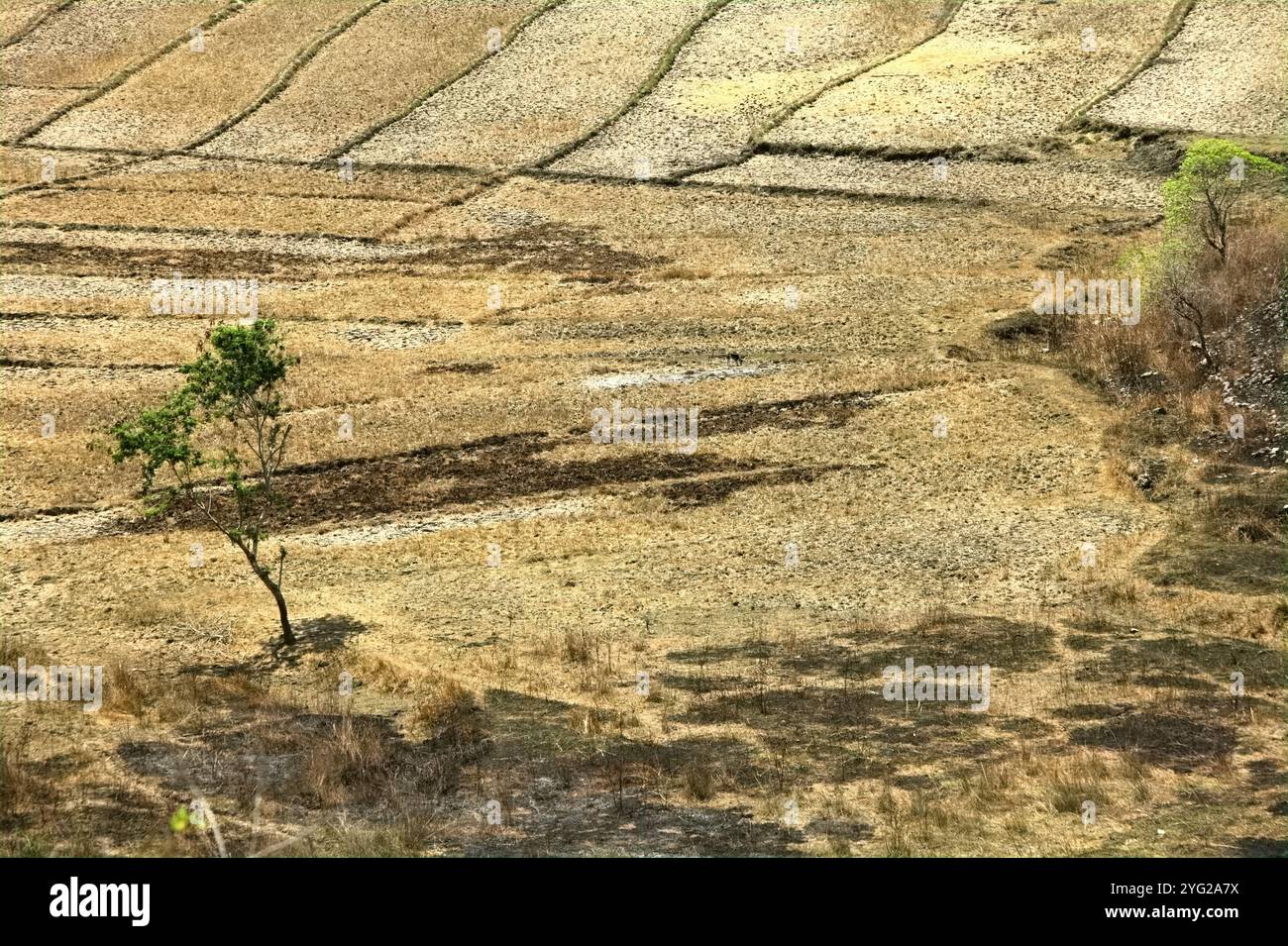 Dry agricultural fields during dry season in East Sumba, East Nusa ...