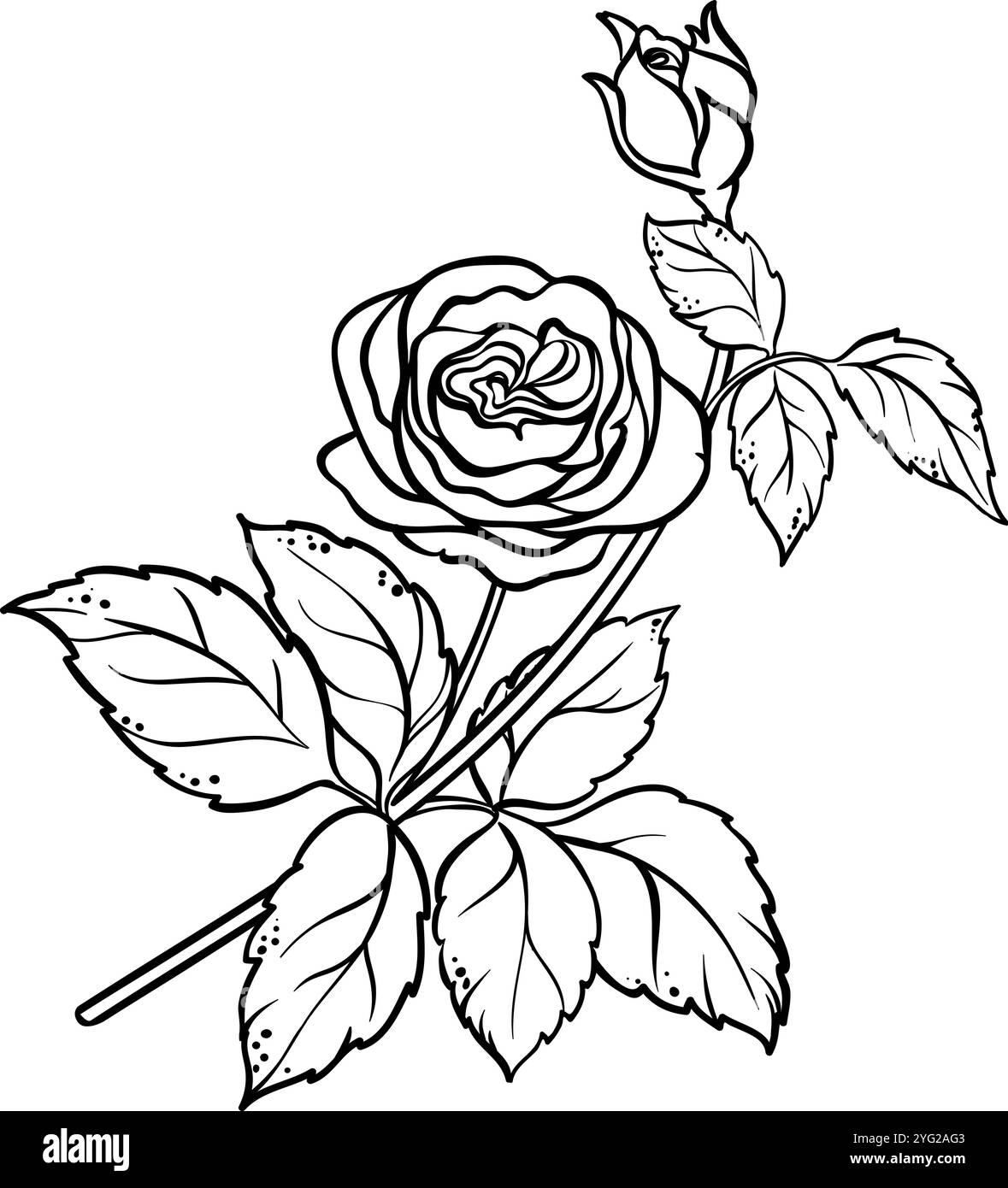 Rose Branch with Flowers Outline Illustration Stock Vector Image & Art ...