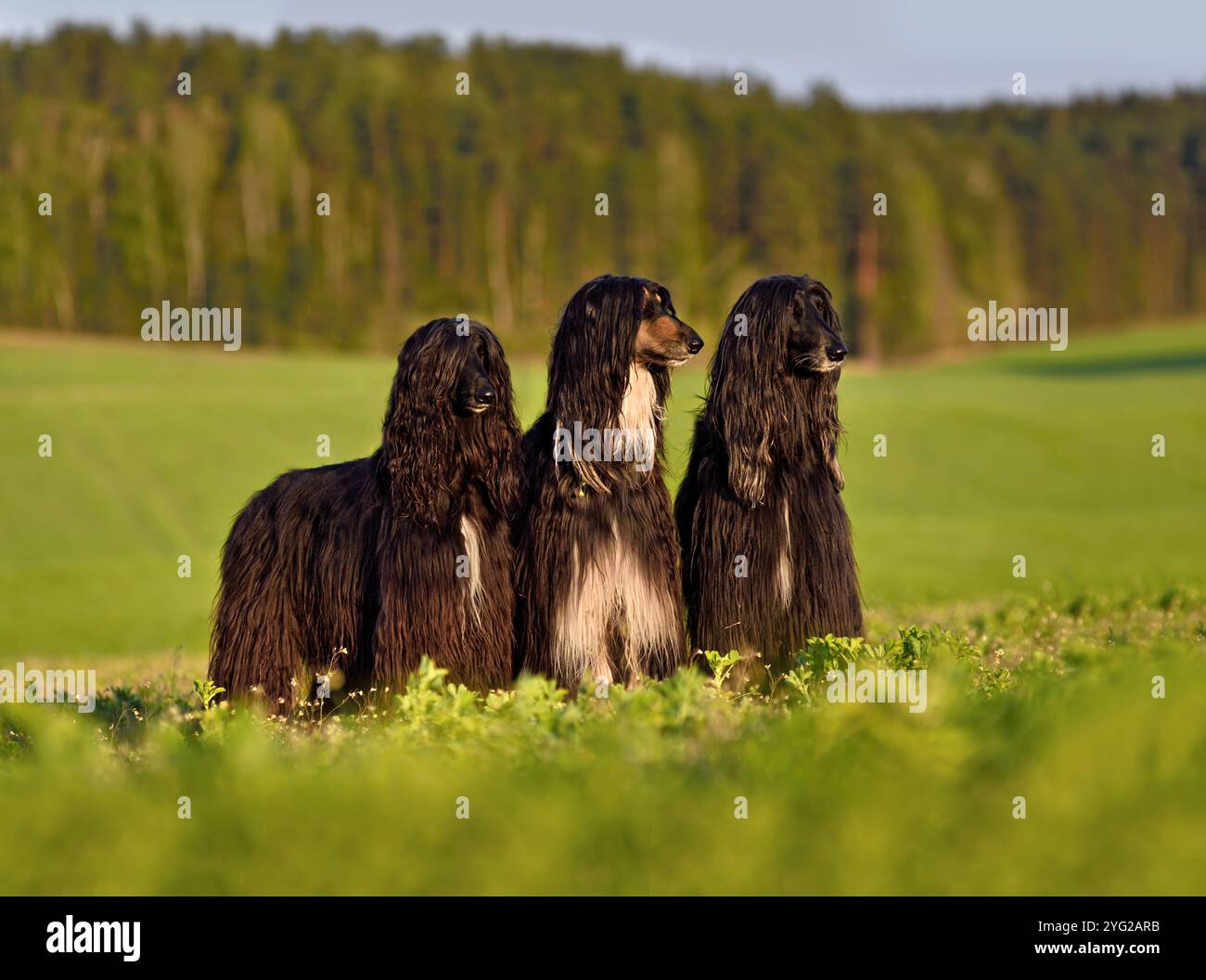 Black greyhound field hi-res stock photography and images - Alamy