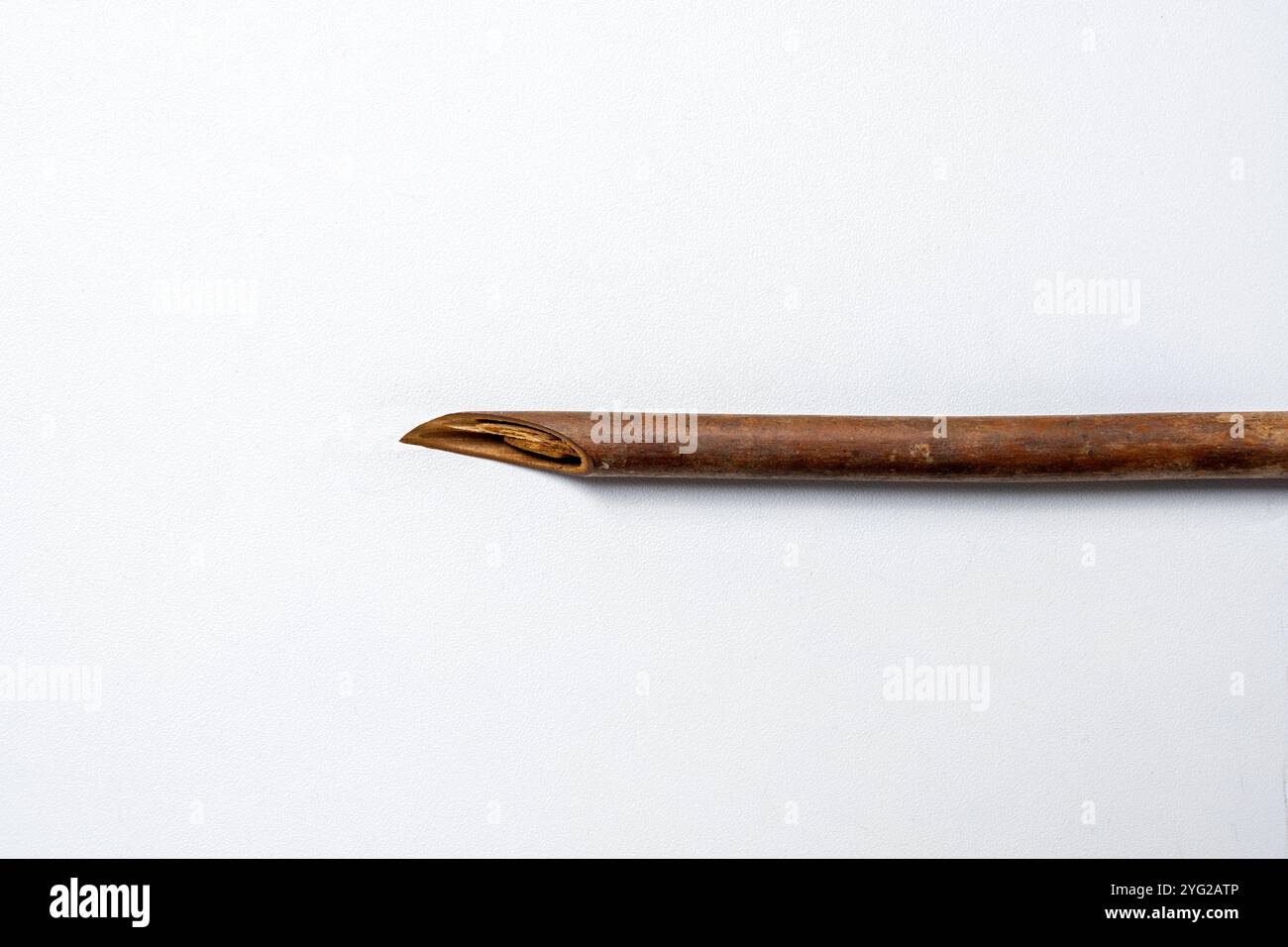 Calligraphy reeds isolated over white background. Reeds pen ink for ...