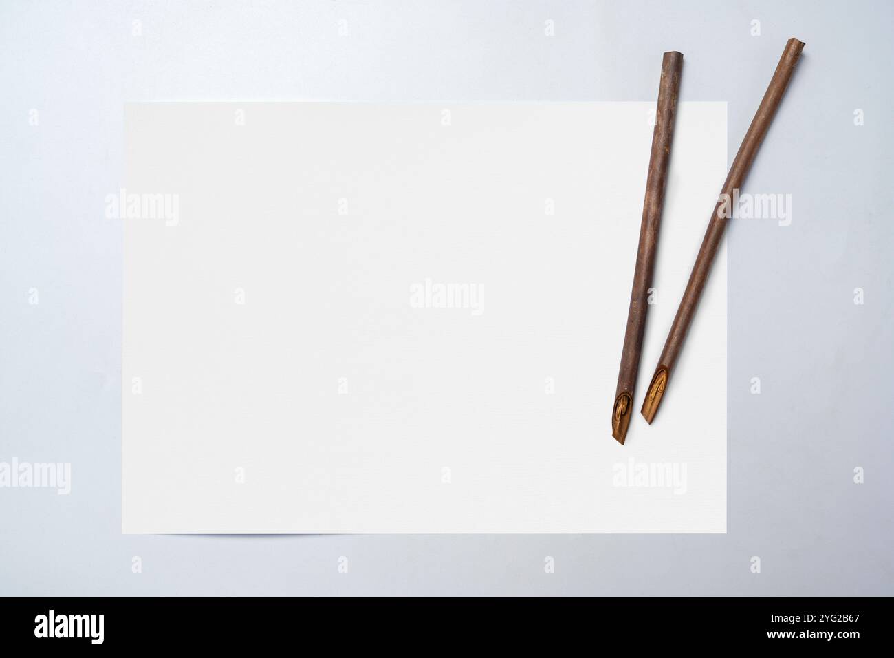 Calligraphy reeds on white paper isolated over white background. Mockup ...
