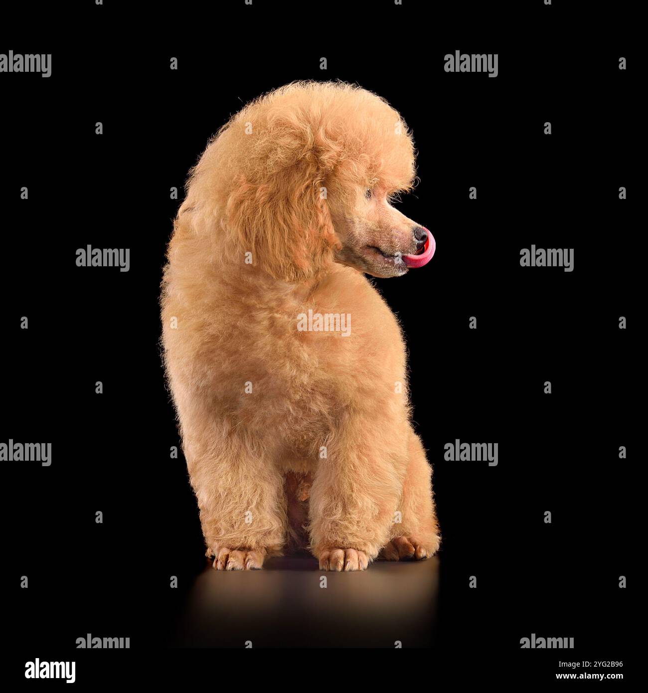 Beautiful little poodle dog licking hi-res stock photography and images ...