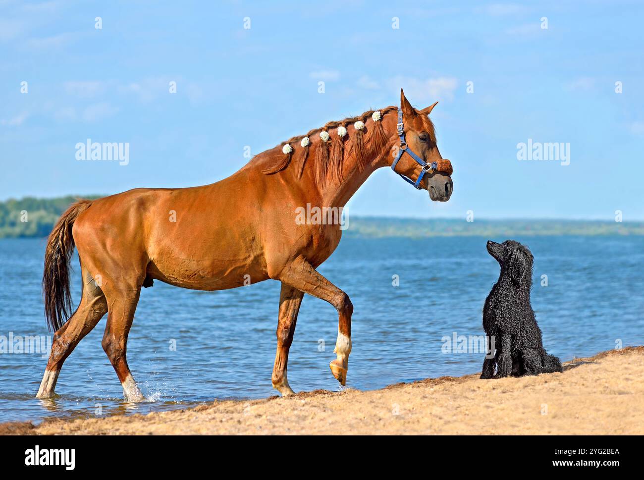 Black poodle and red horse looking to each other on a lake background ...