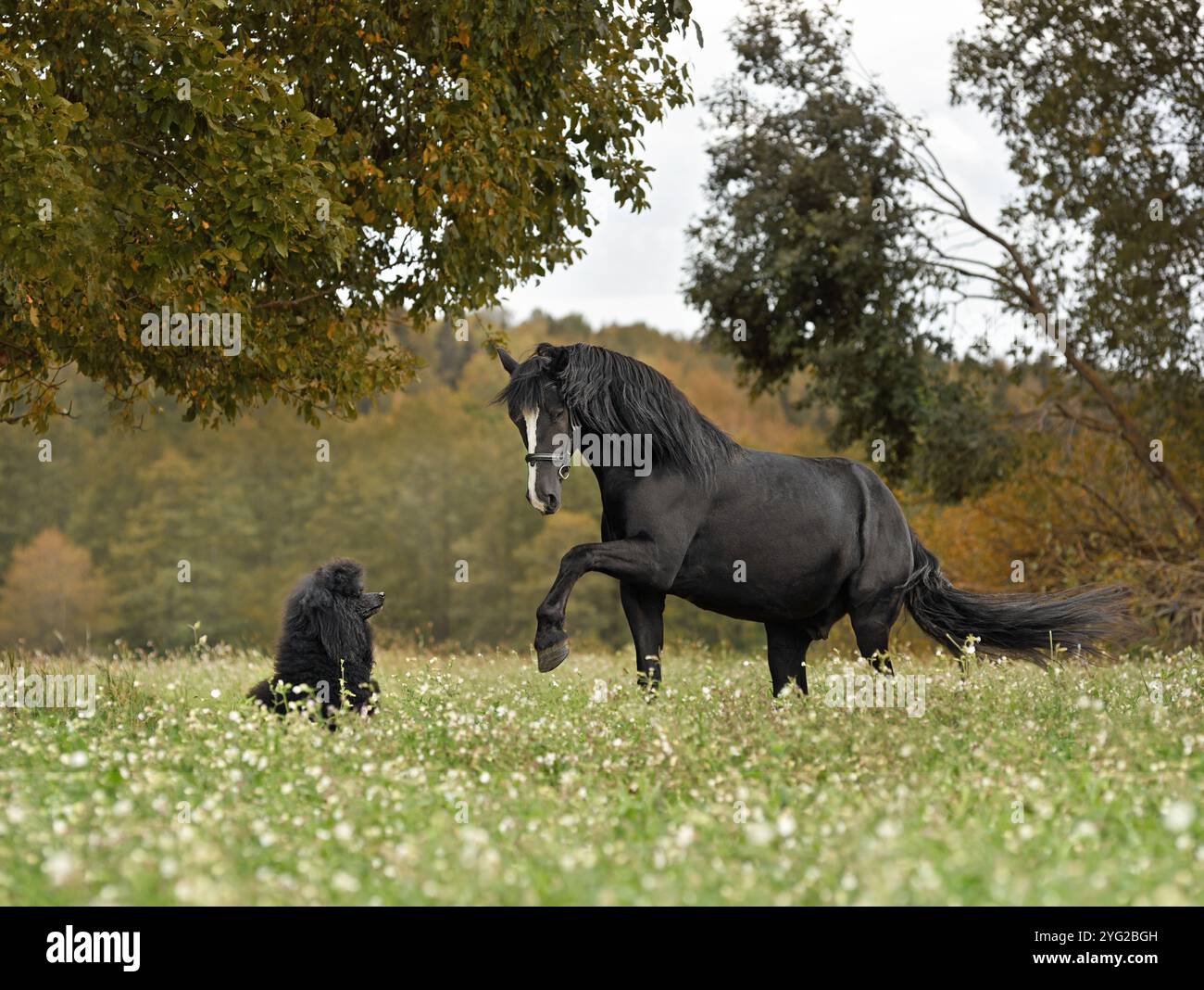 Black poodle and black horse looking to each other on fall background ...
