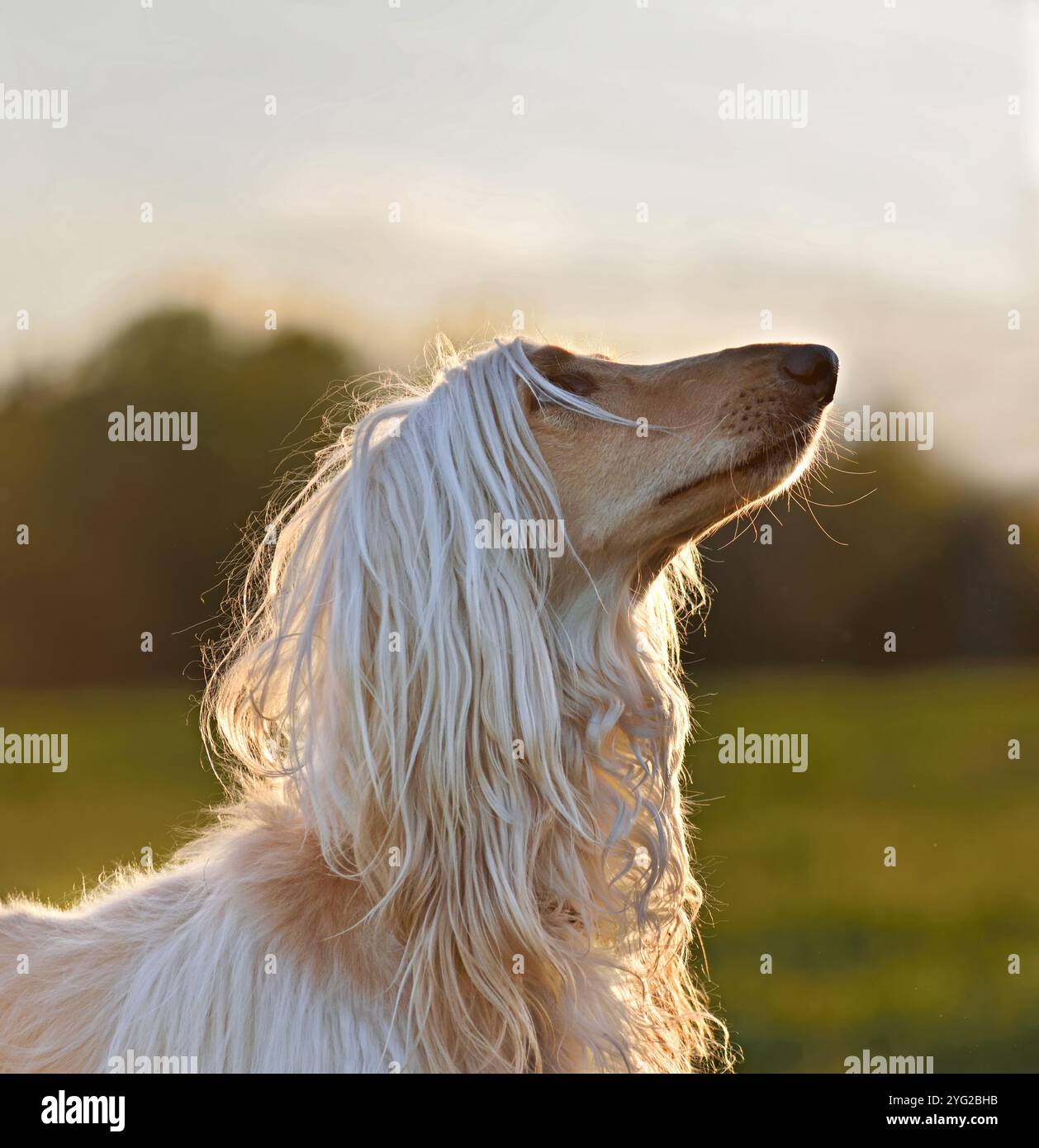 Portrait of white Afghan Hound dog in the nature, back lit Stock Photo ...