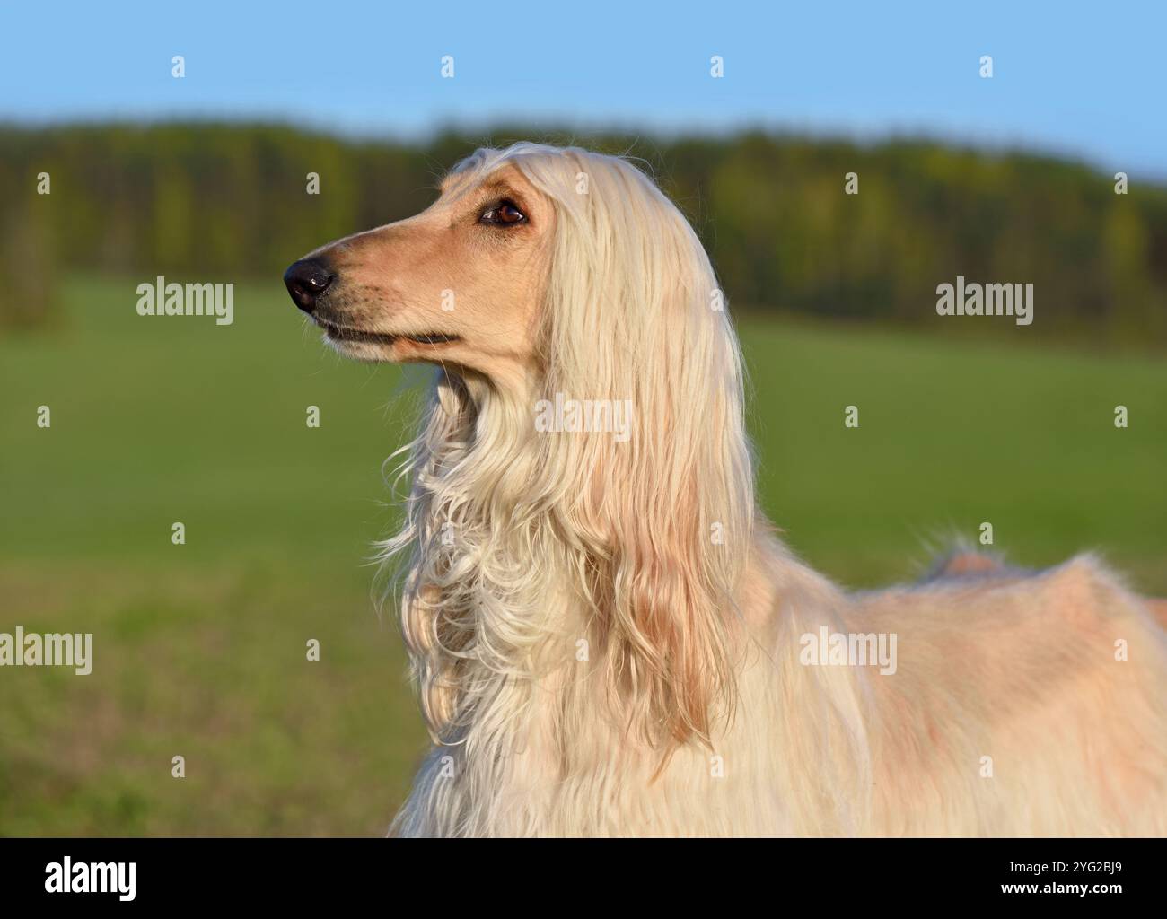 Portrait of gold Afghan Hound dog in the nature, back lit Stock Photo ...