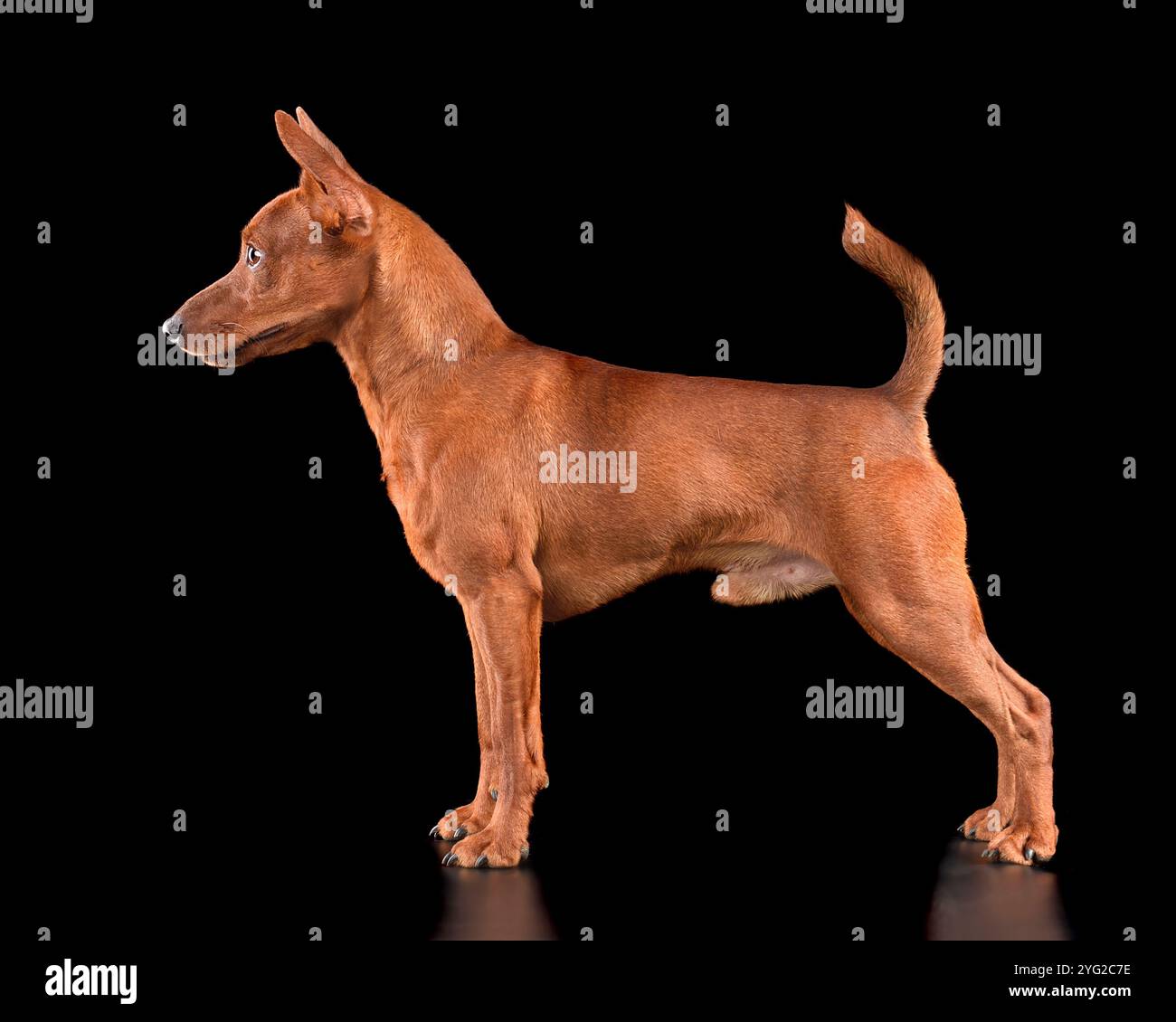 Red doberman pinscher standing hi-res stock photography and images - Alamy