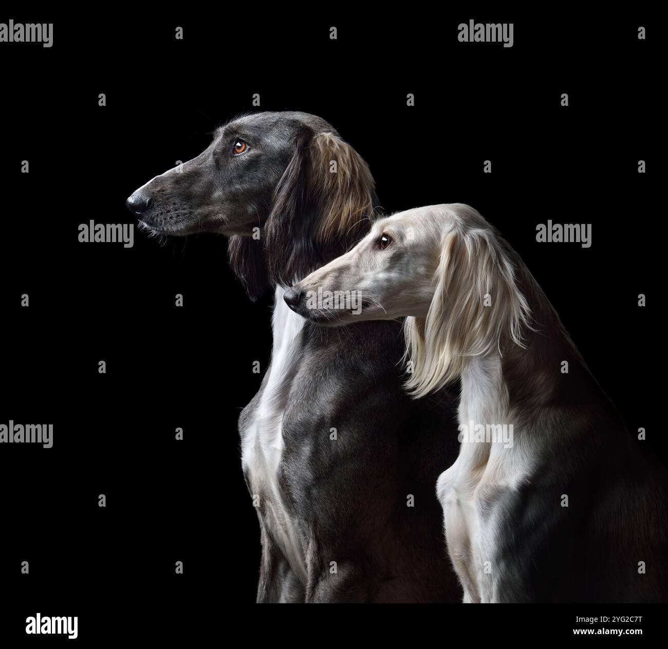 Saluki dog on the black background hi-res stock photography and images ...