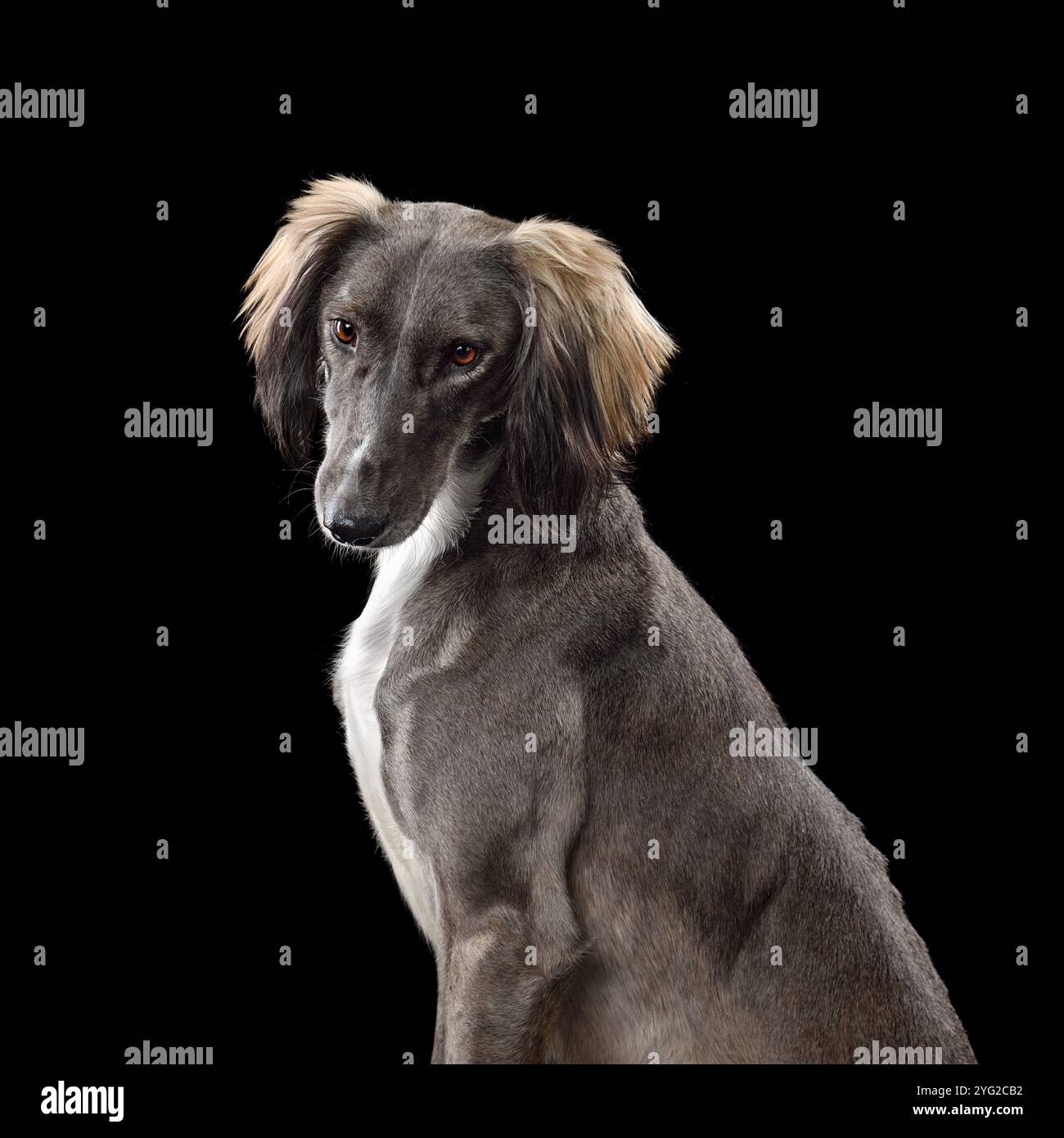 Portrait of hunting borzoi dog Saluki or Kazakh greyhound Tazy isolated ...