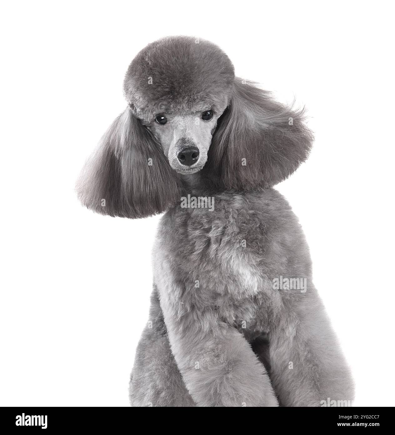 Beautiful silver toy poodle sitting on a white background Stock Photo ...