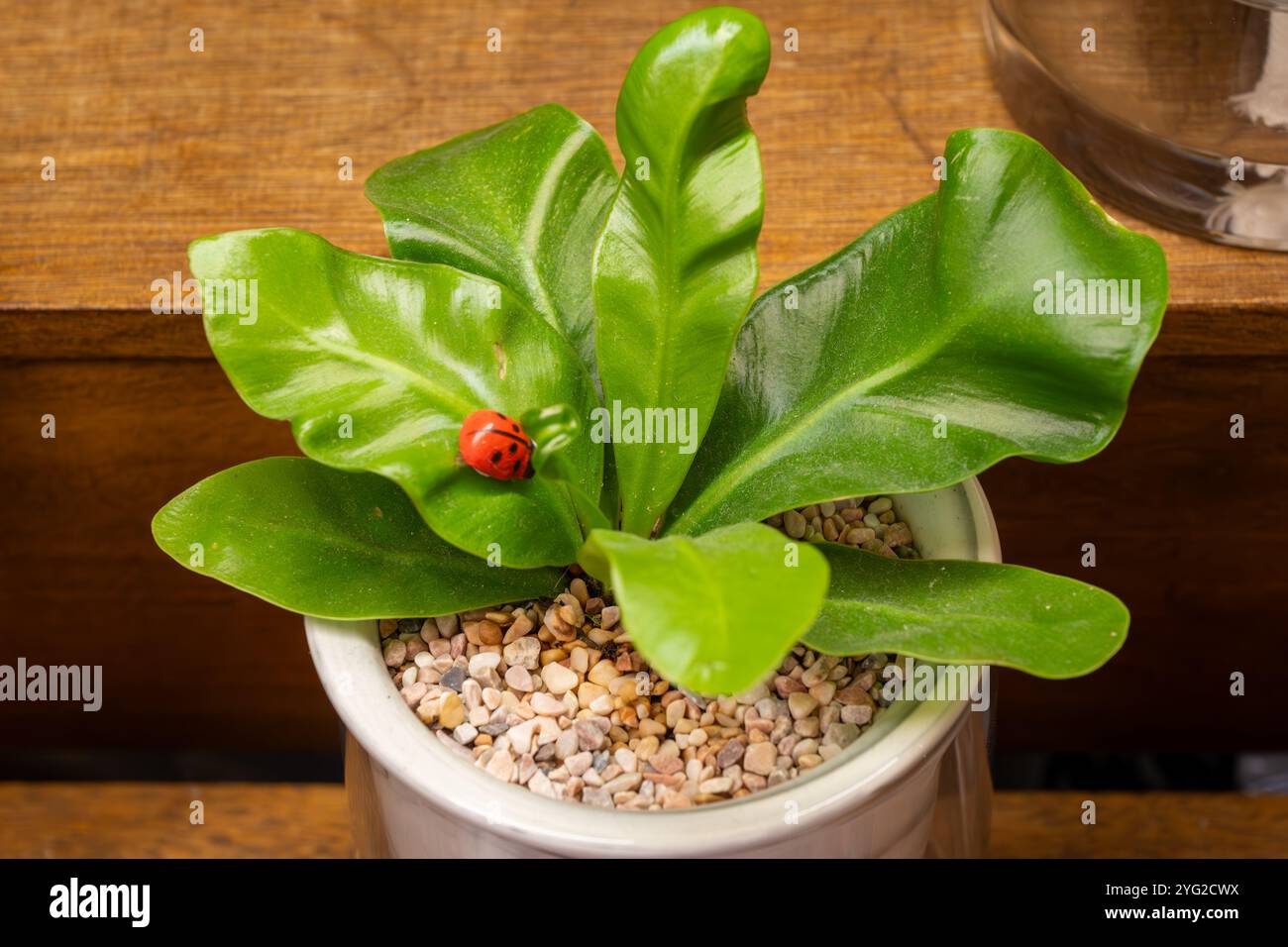 This close-up image features a vibrant green Bird's Nest Fern ...