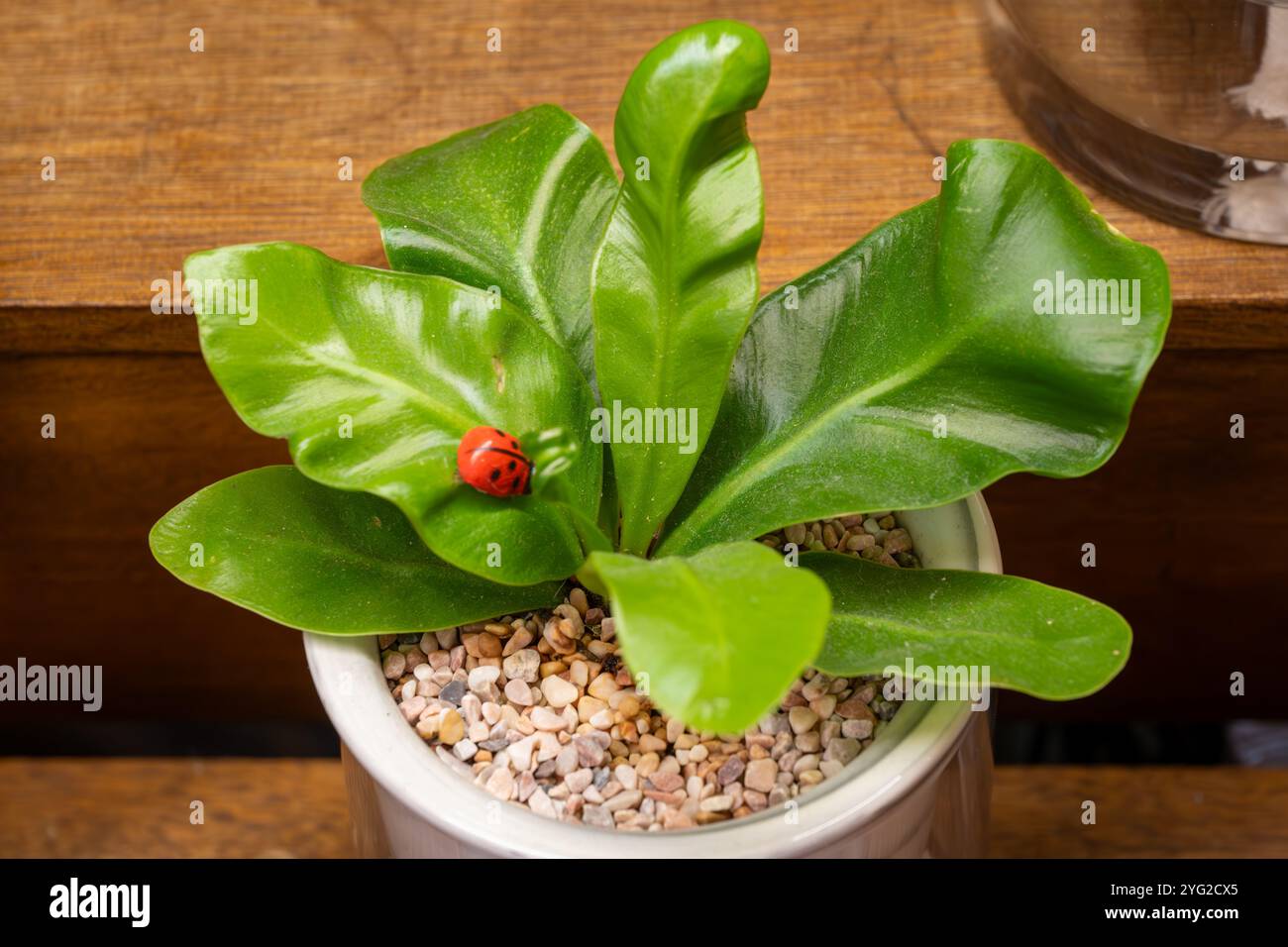 This close-up image features a vibrant green Bird's Nest Fern ...