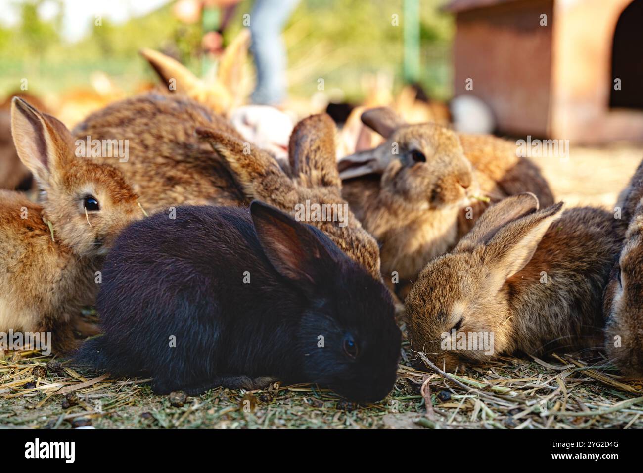 Herd of rabbits hi-res stock photography and images - Alamy
