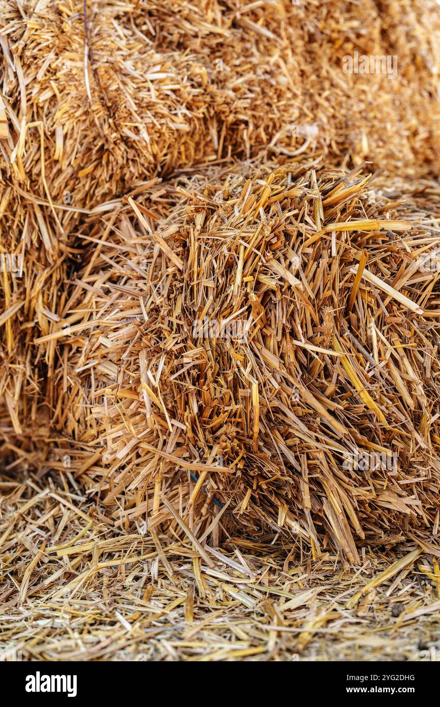 Bales of straw stacked in a farm setting during the warm afternoon ...