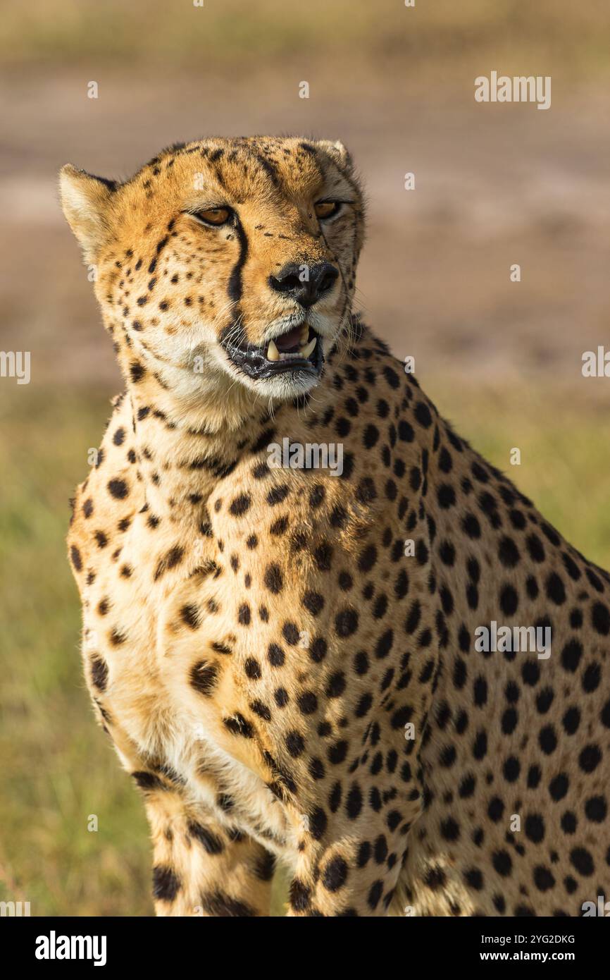 Looking out over the savanna hi-res stock photography and images - Alamy