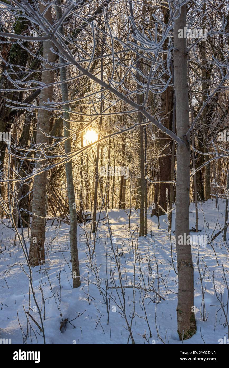 Sun shining through trees in forest hi-res stock photography and images ...