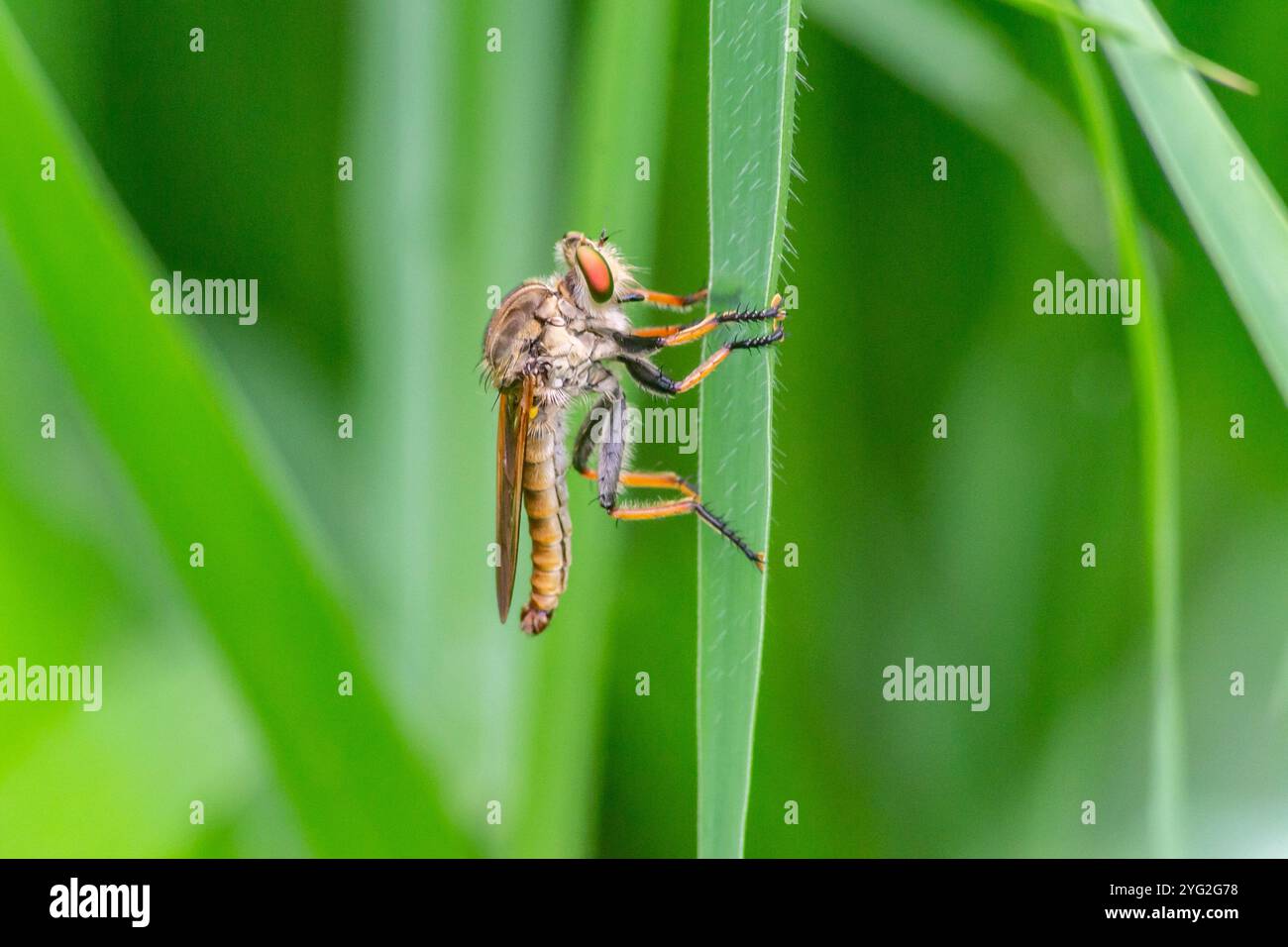 The Asilidae are the robber fly family, also called assassin flies ...
