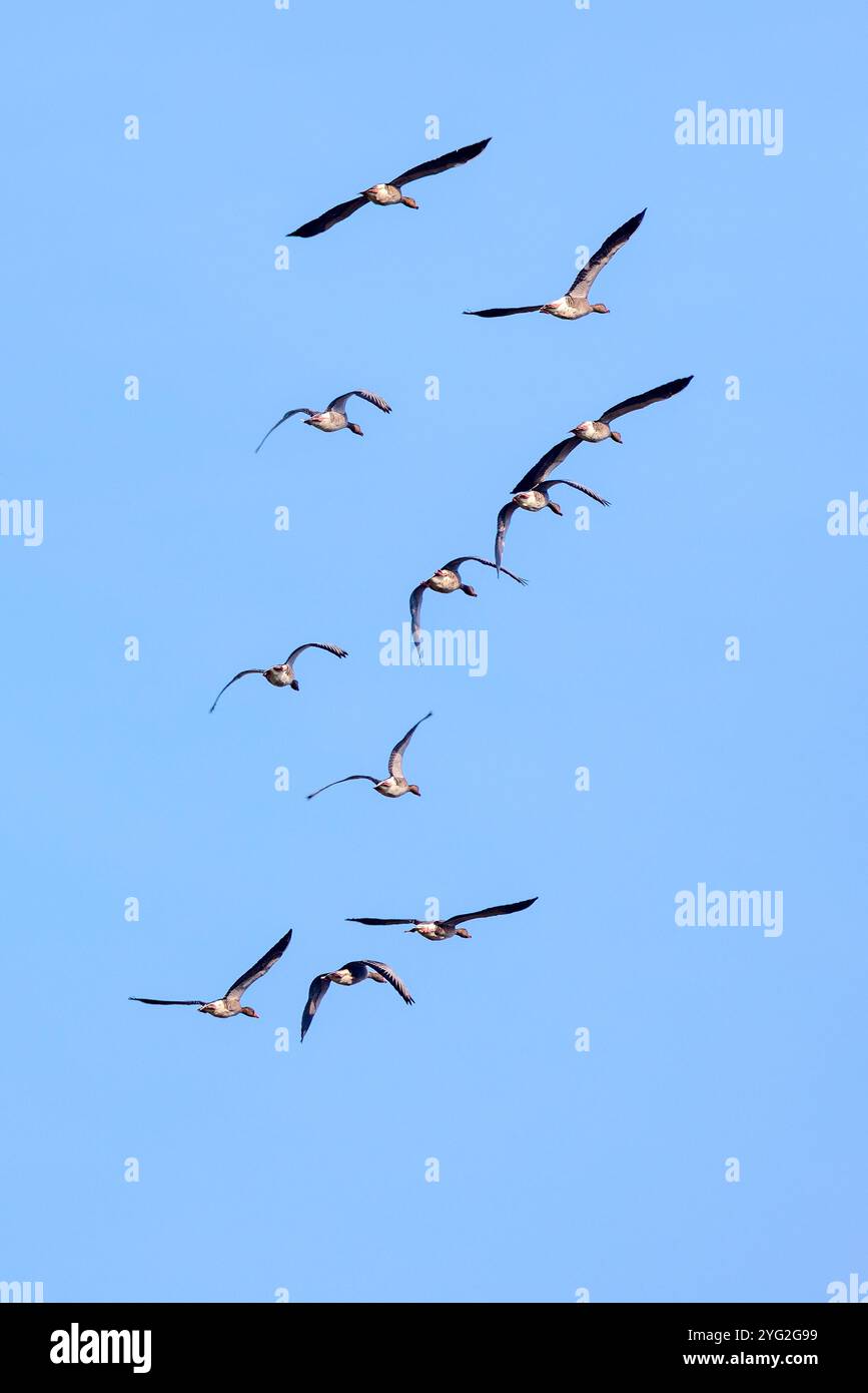 Many ducks fly away hi-res stock photography and images - Alamy