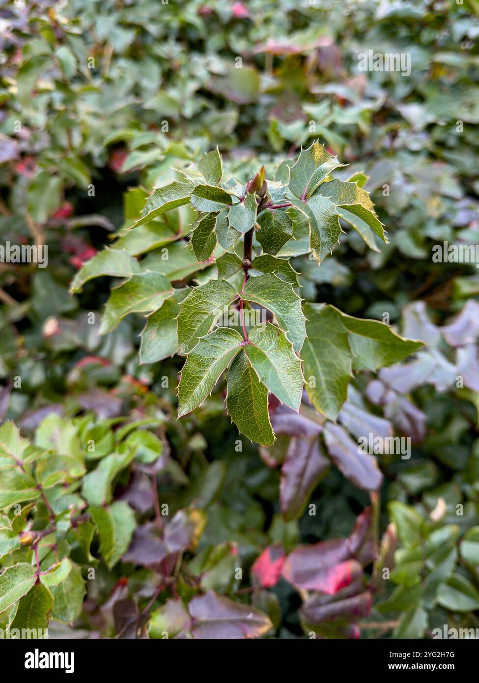 Creeping mahonia (Berberis repens) green plant, natural background ...
