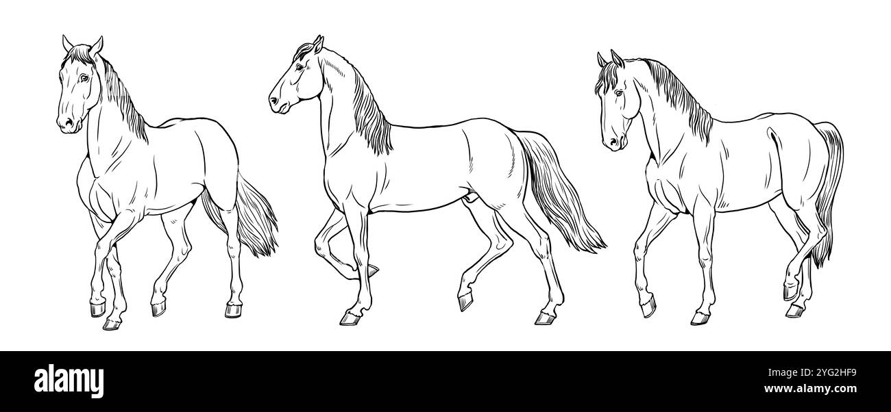 Beautiful horses. Drawing of horses in motion. Equine drawing to color ...