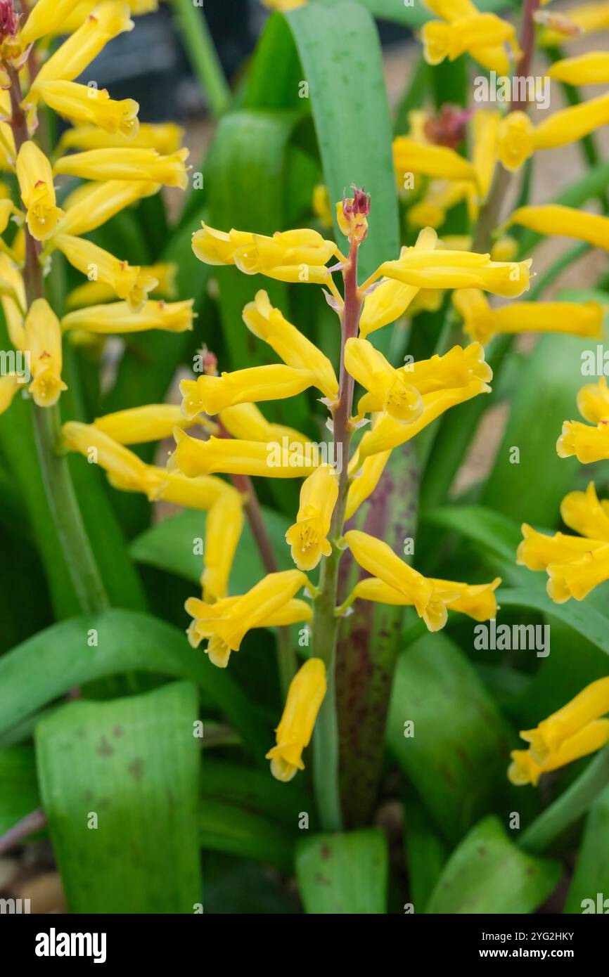 Lachenalia Ronina, Cape cowslip Ronina, hybrid cultivar, golden yellow flowers, African Beauty ...