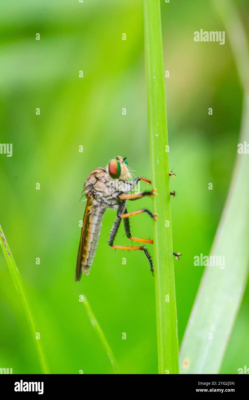 The Asilidae are the robber fly family, also called assassin flies ...
