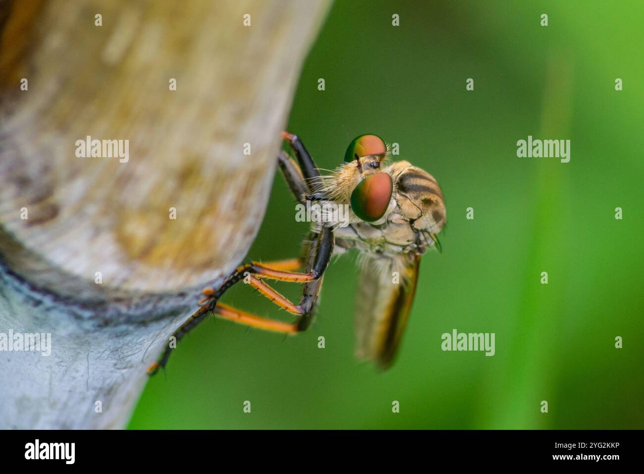 The Asilidae are the robber fly family, also called assassin flies ...