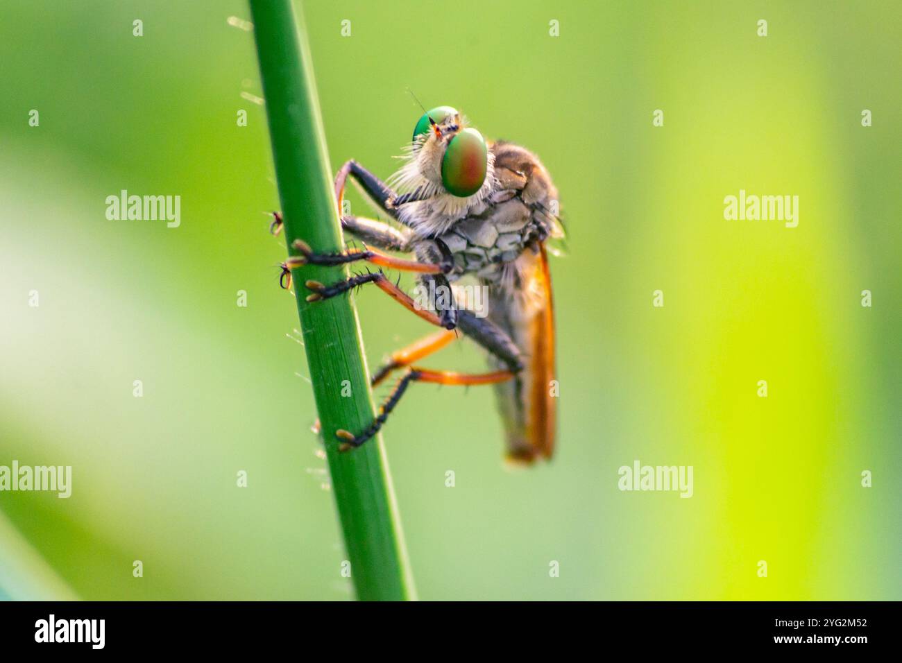 The Asilidae are the robber fly family, also called assassin flies ...