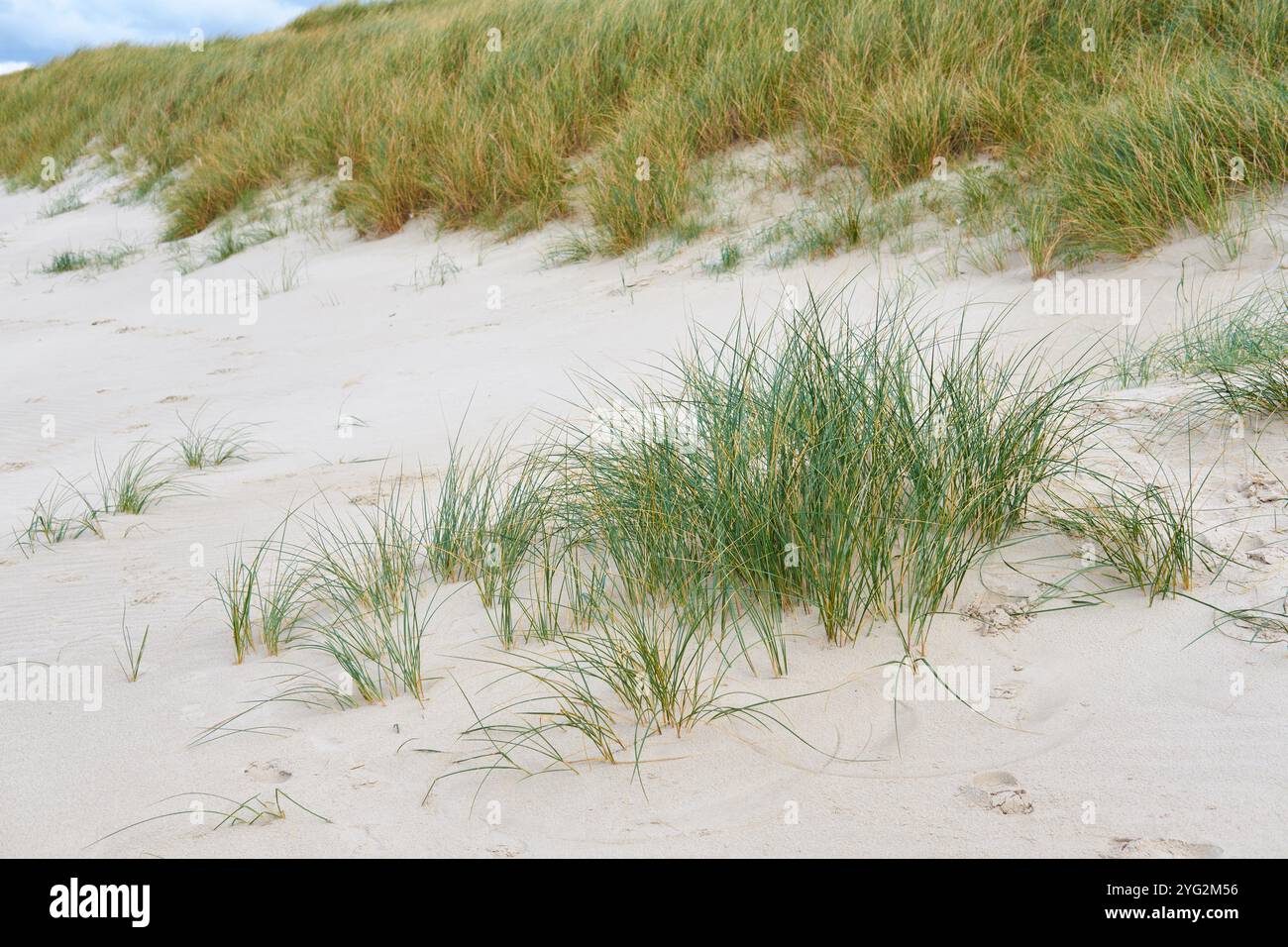 Sand, green grass and beach with natural growth for ridge, mound or ...