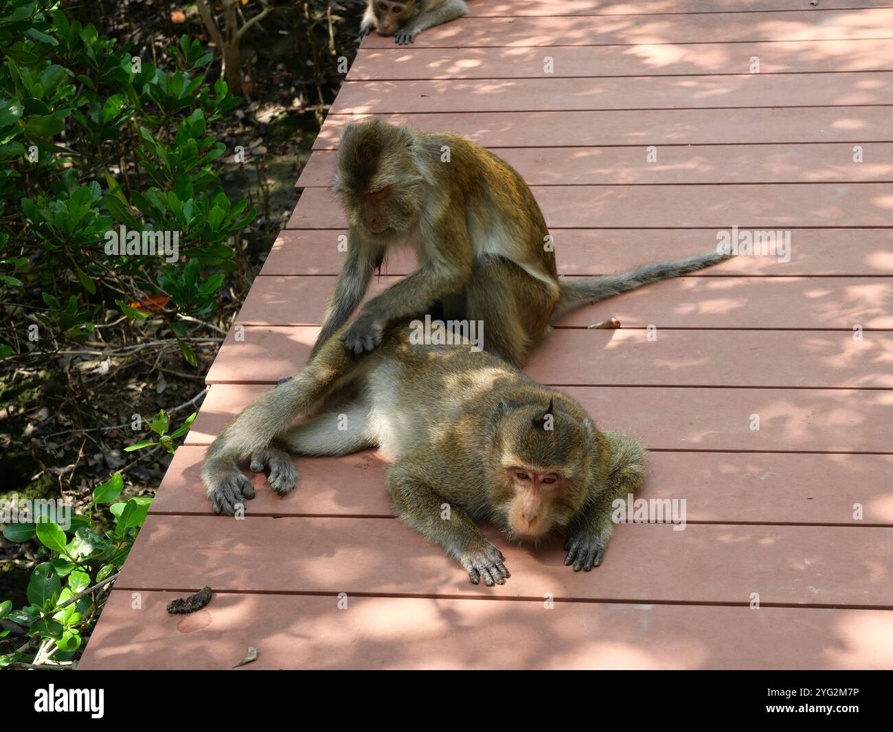Two Golden hairy monkey sitting and searching for ticks and parasites ...