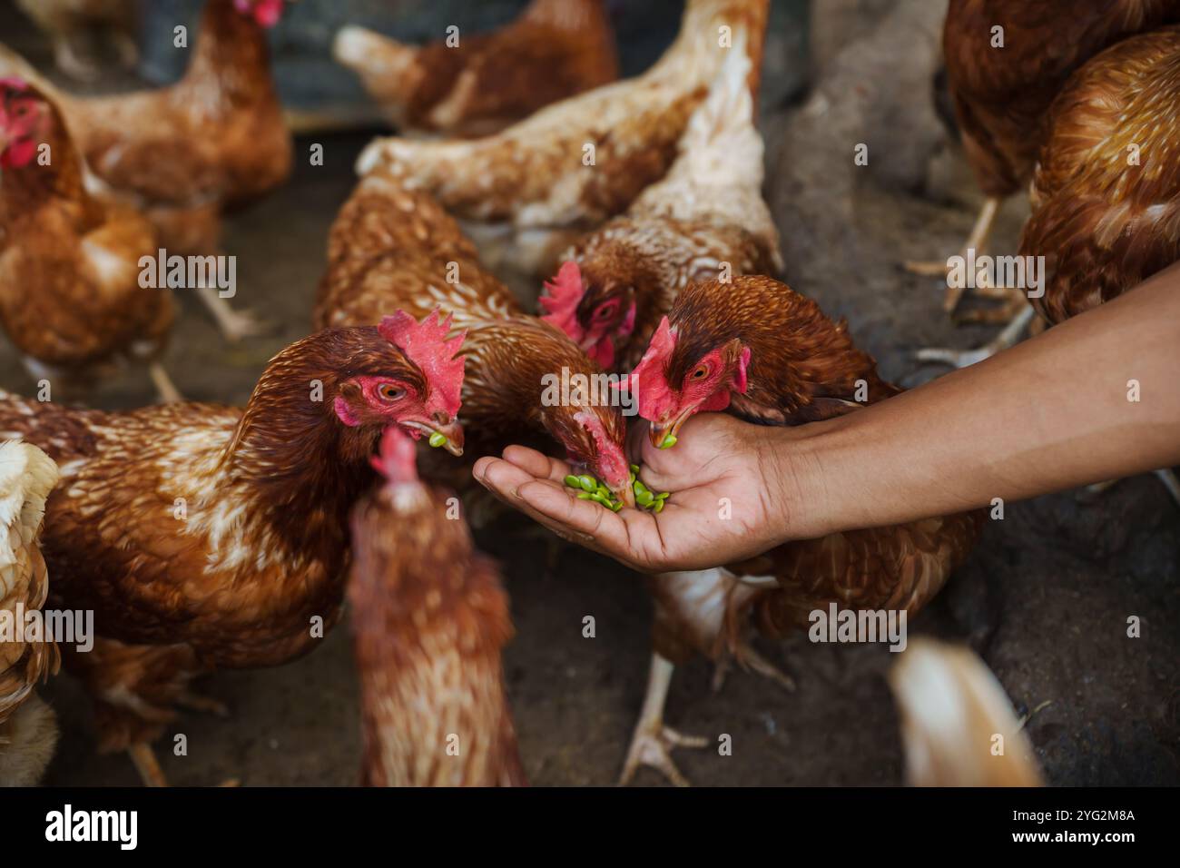 Hand feeding chicken hi-res stock photography and images - Alamy