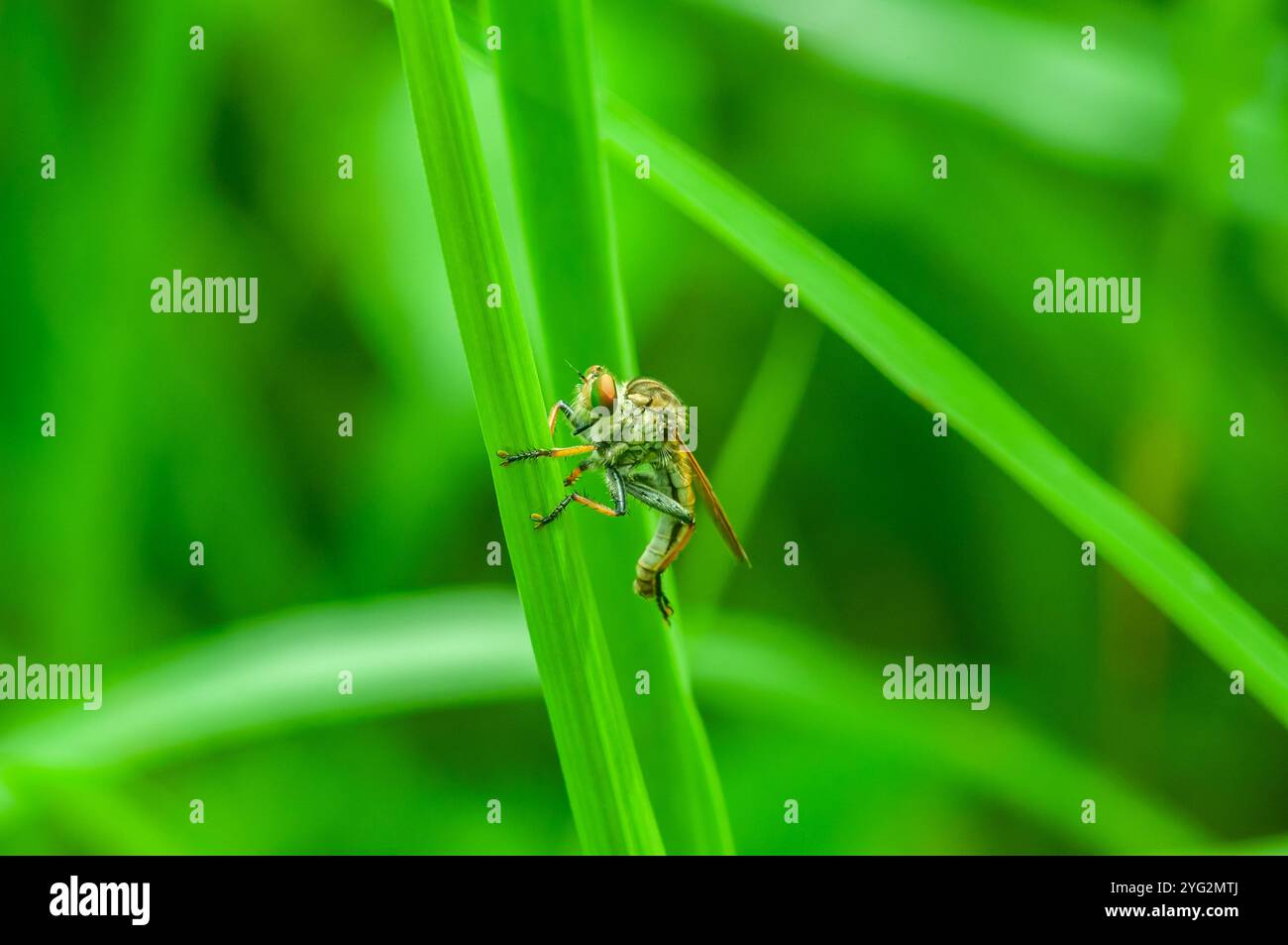 The Asilidae are the robber fly family, also called assassin flies ...