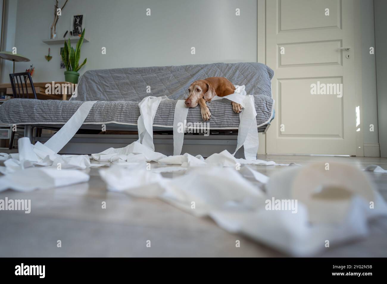 Dog mess interior hi-res stock photography and images - Alamy