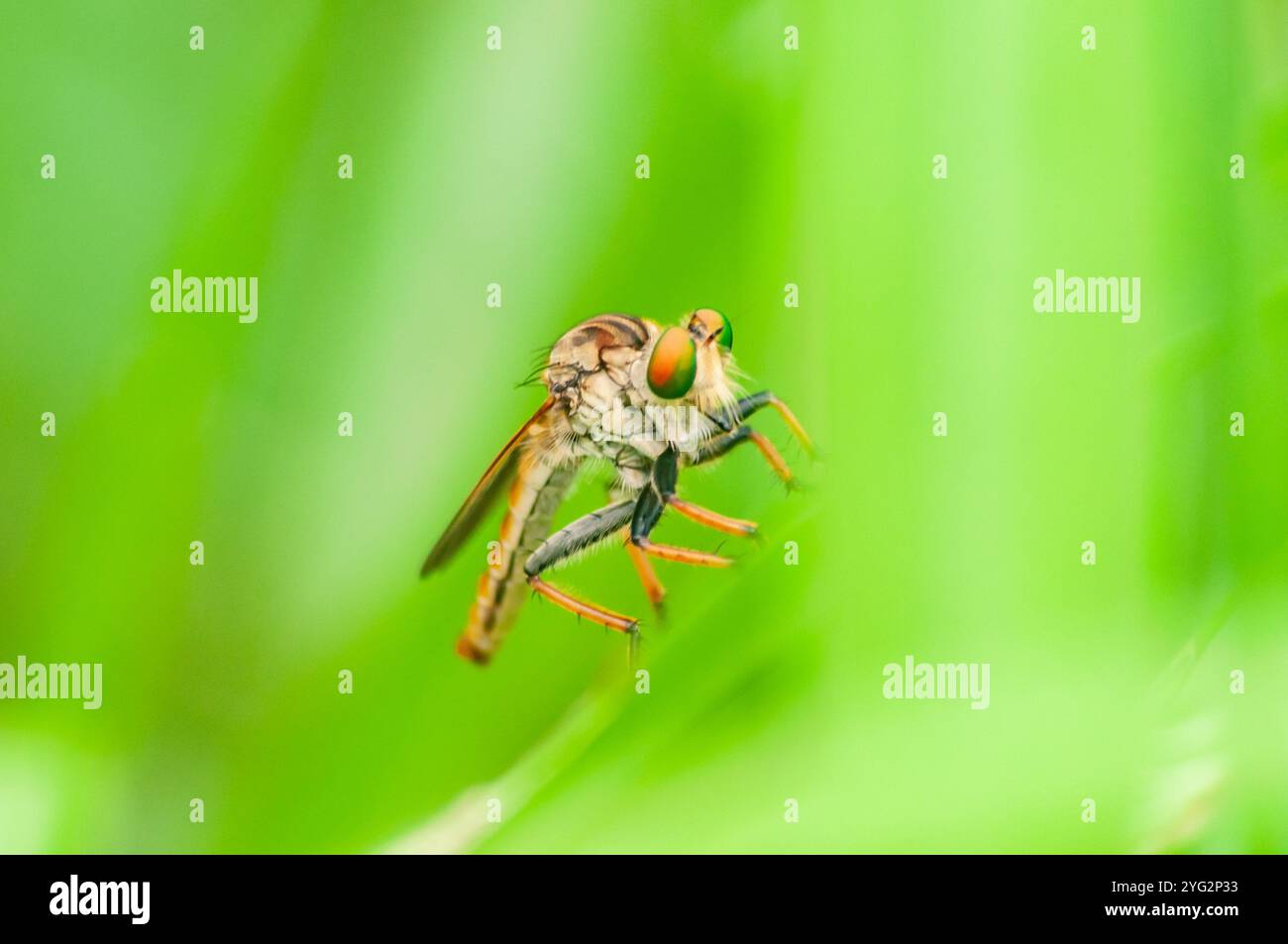 The Asilidae are the robber fly family, also called assassin flies ...