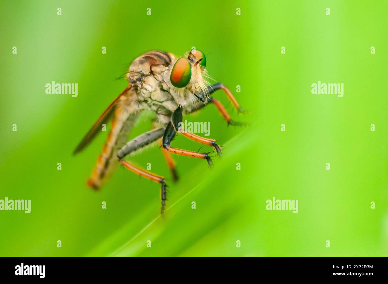 The Asilidae are the robber fly family, also called assassin flies ...