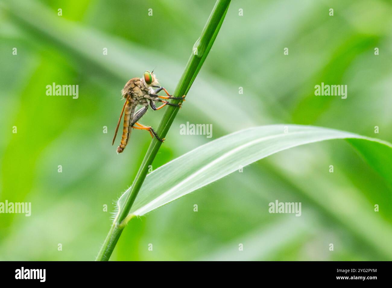 The Asilidae are the robber fly family, also called assassin flies ...