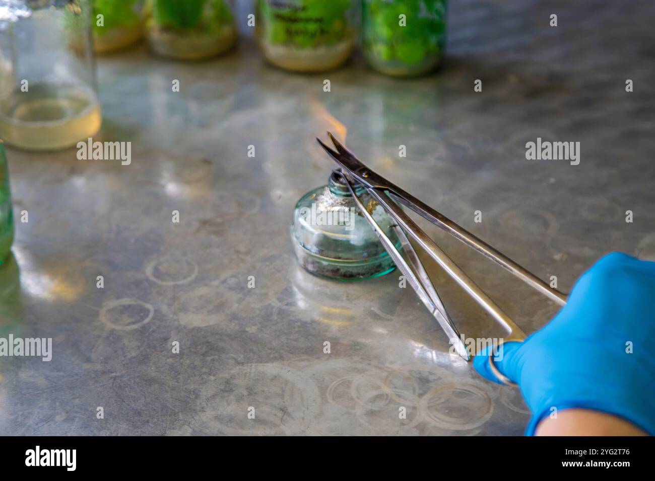 laboratory jars with plants. Selective focus. People Stock Photo - Alamy