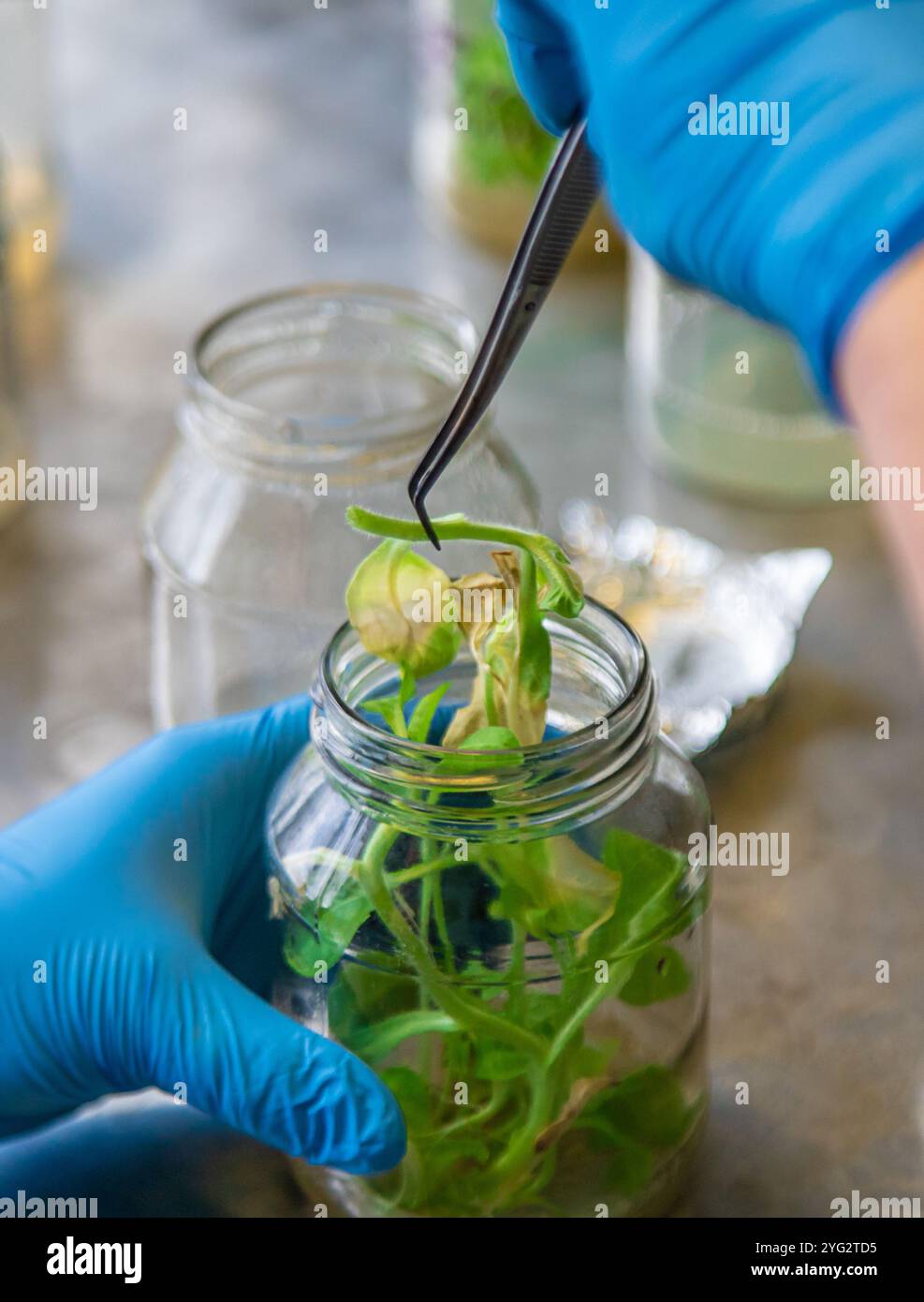 laboratory jars with plants. Selective focus. People Stock Photo - Alamy