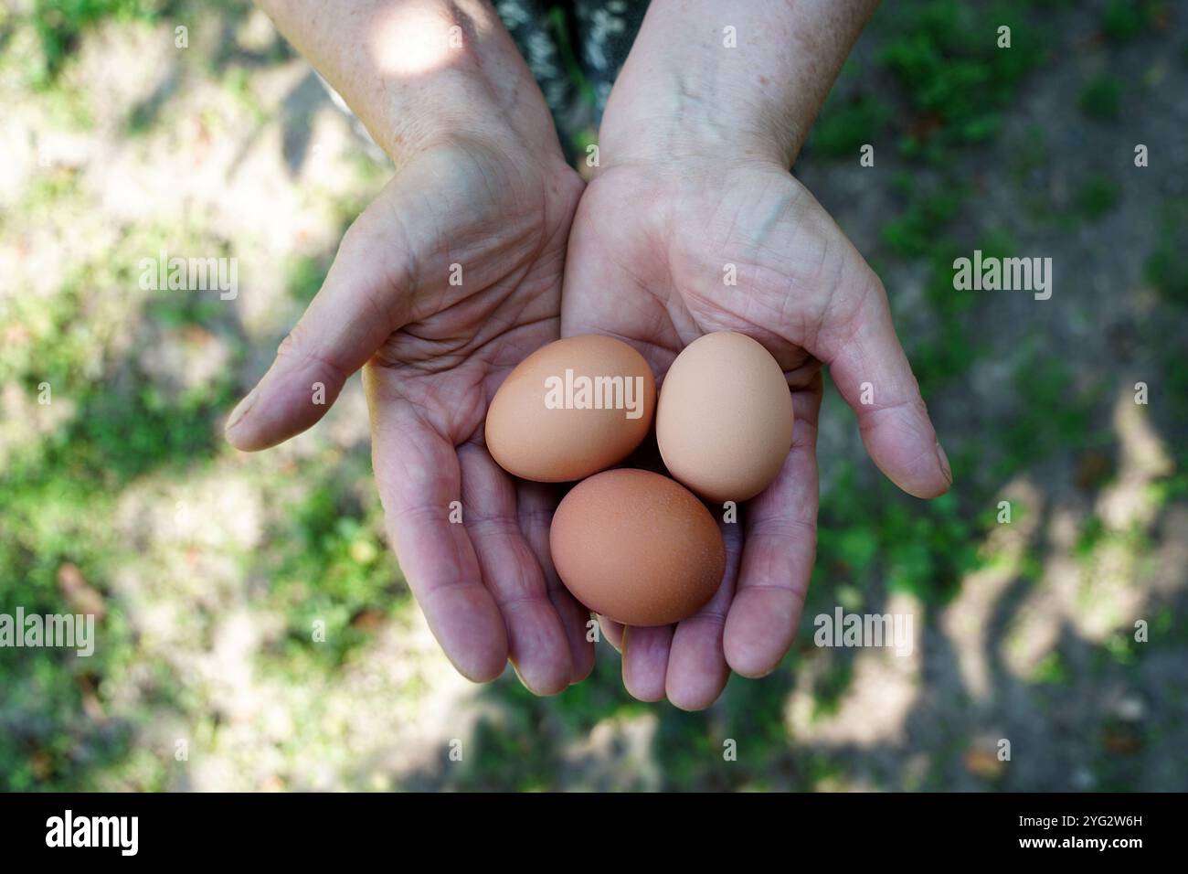 Farmer holding eggs hi-res stock photography and images - Alamy