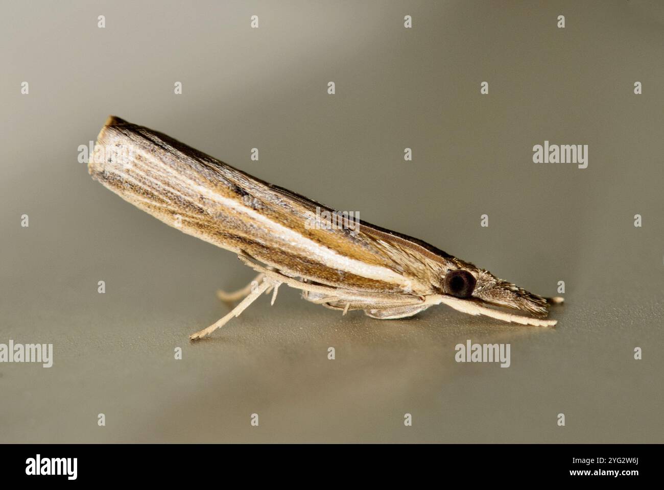 Carpet-grass webworm moth Fissicrambus haytiellus insect nature pest ...