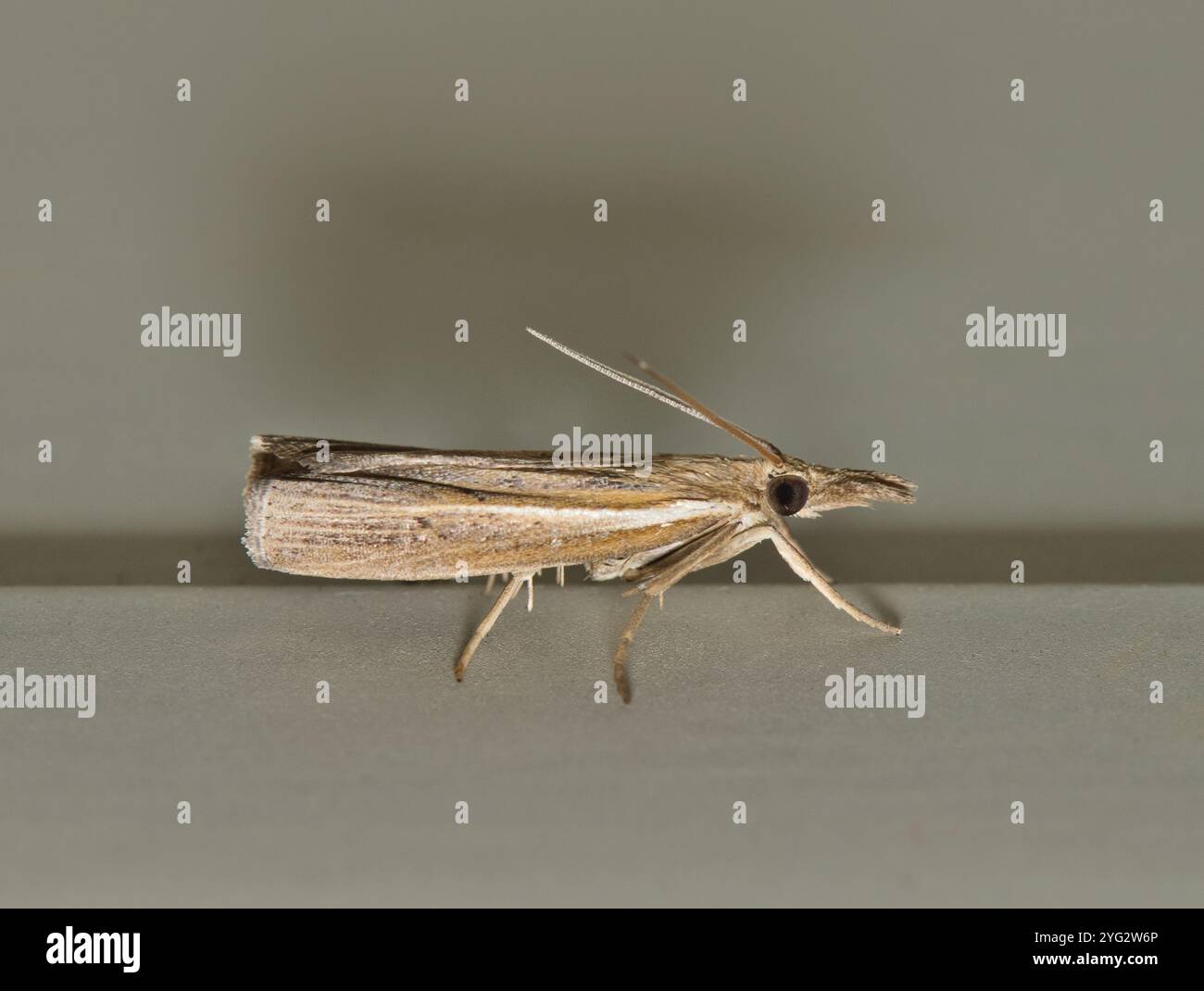 Carpet-grass webworm moth Fissicrambus haytiellus insect nature pest ...