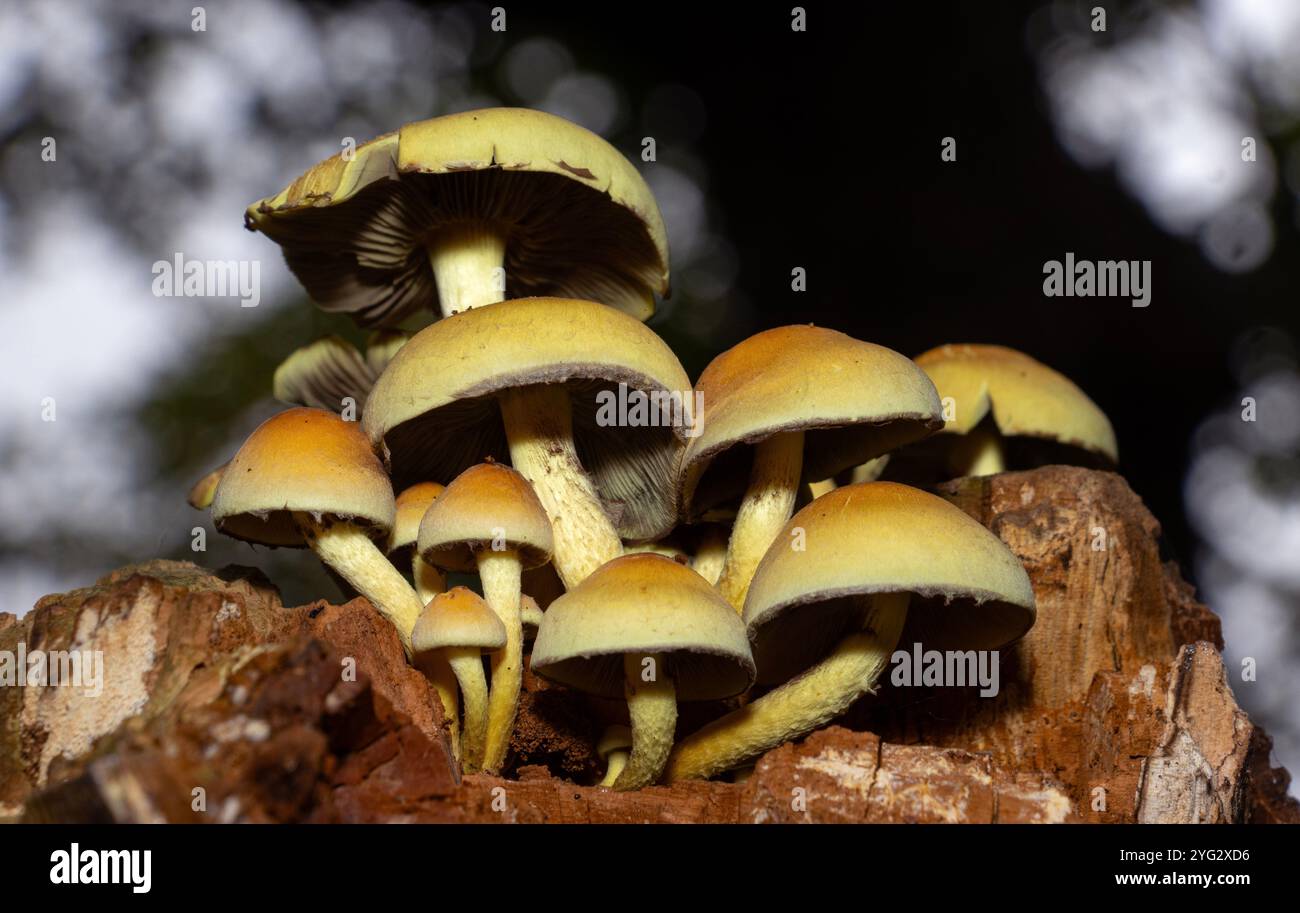 A member of the Tuft family of fungi that specialises on dead conifer ...