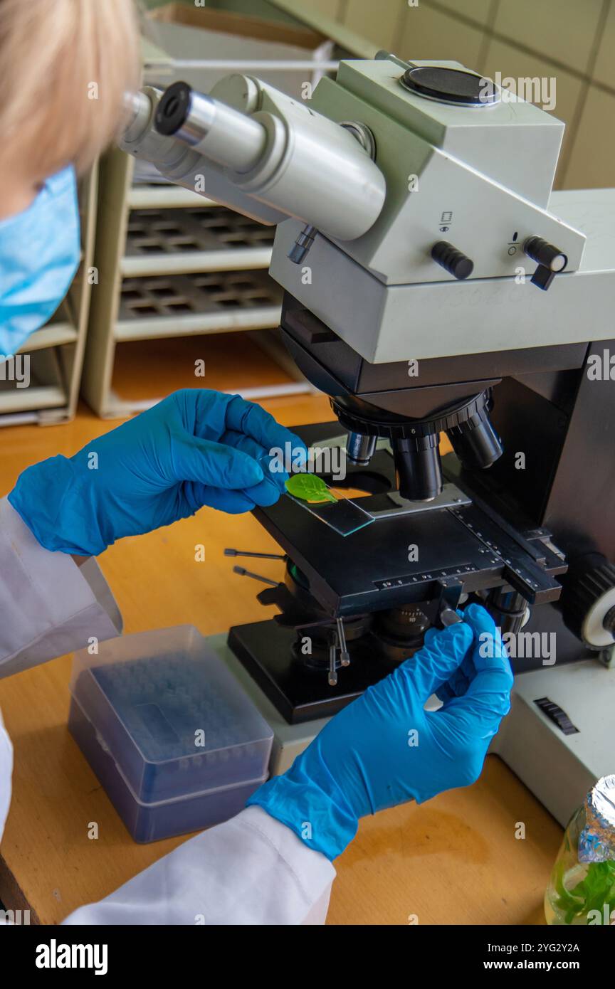 Examine in laboratory under microscope hi-res stock photography and ...