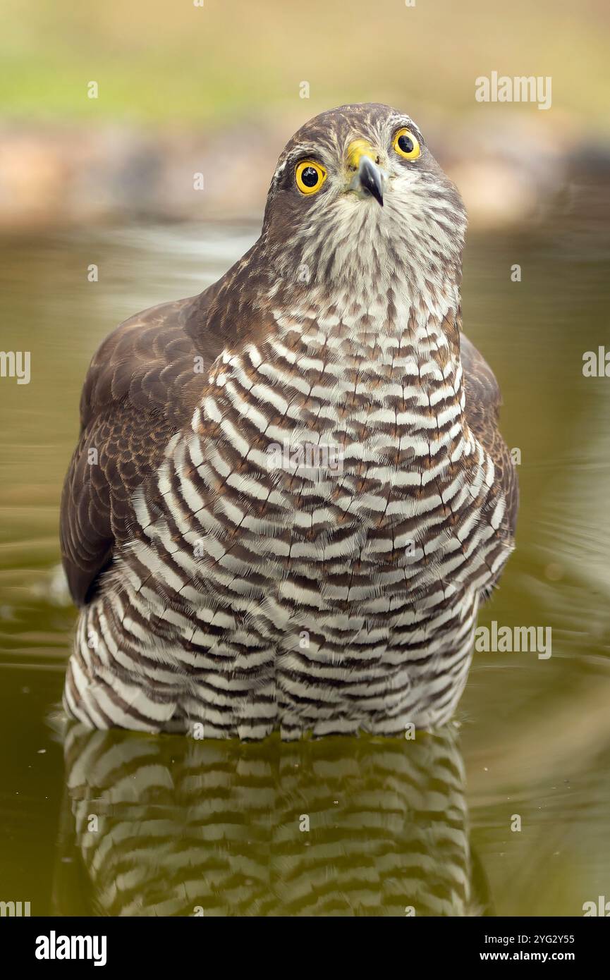 Adult female Eurasian sparrow hawk at a watering hole in a ...