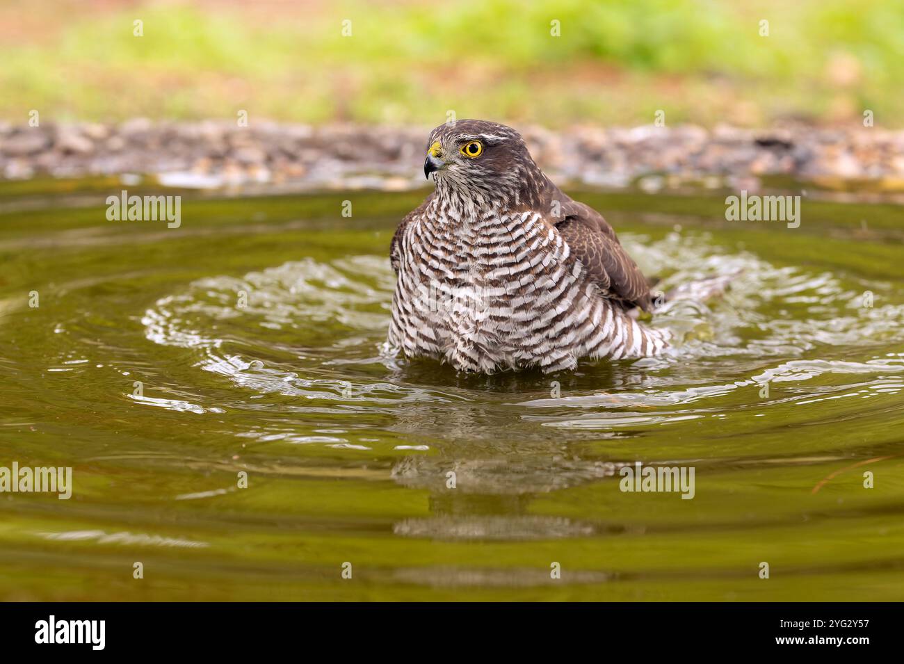 Adult female northern goshawk watering hi-res stock photography and ...