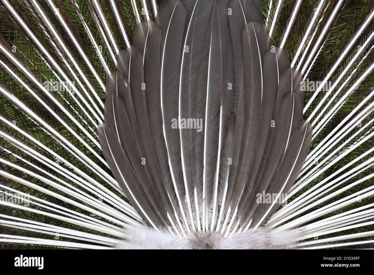 Rear Tail Feathers of Indian Peacock, Common Peacock or Blue Peacock ...