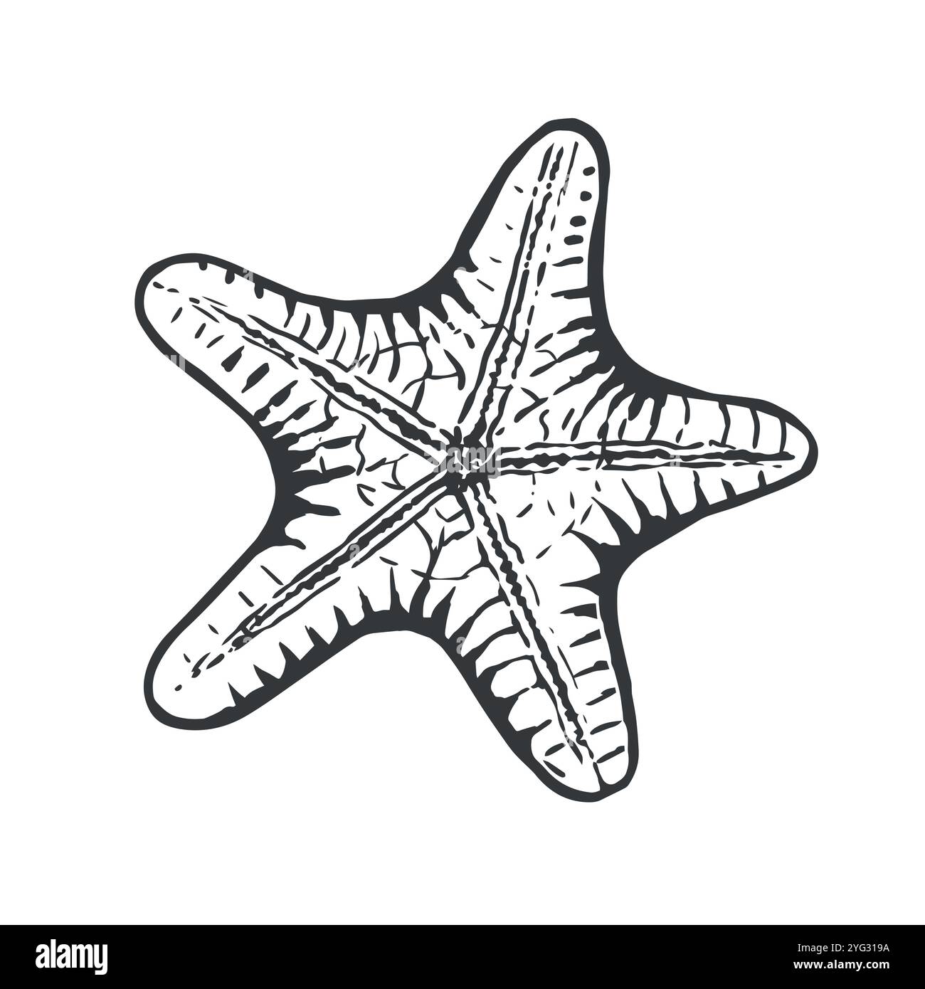 Mollusk vector vectors Black and White Stock Photos & Images - Alamy