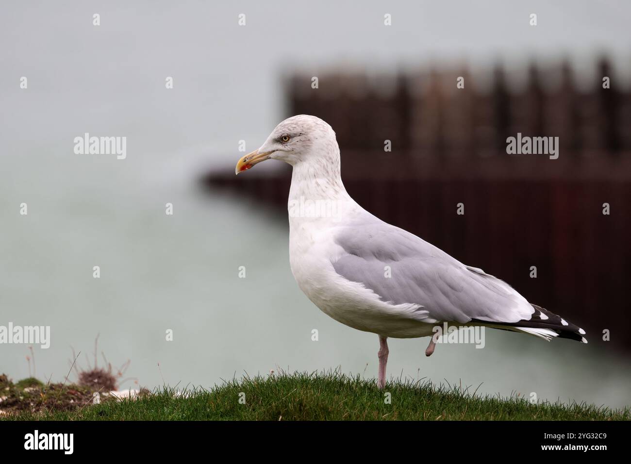 Orange red spot on tip of lower mandible hi-res stock photography and ...